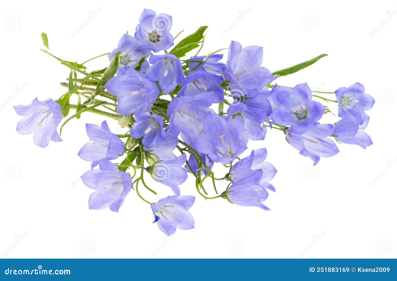 Blue bell isolated stock image. Image of wild, wallpaper - 251883169