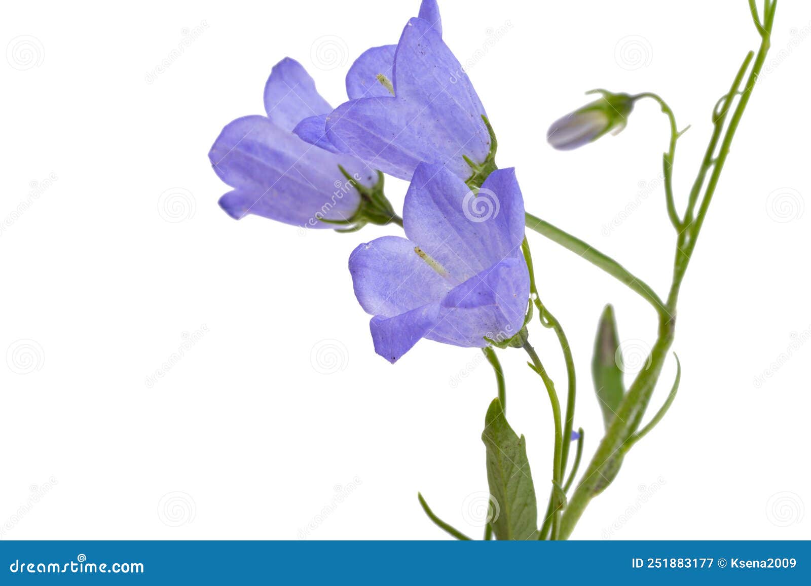 Blue bell isolated stock image. Image of close, plant - 251883177
