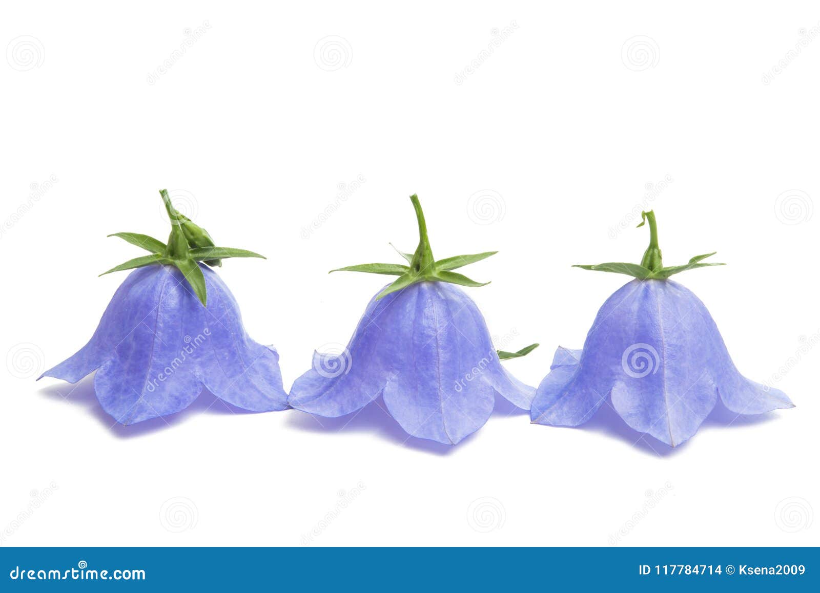 Blue bell isolated stock photo. Image of bell, bunch - 117784714