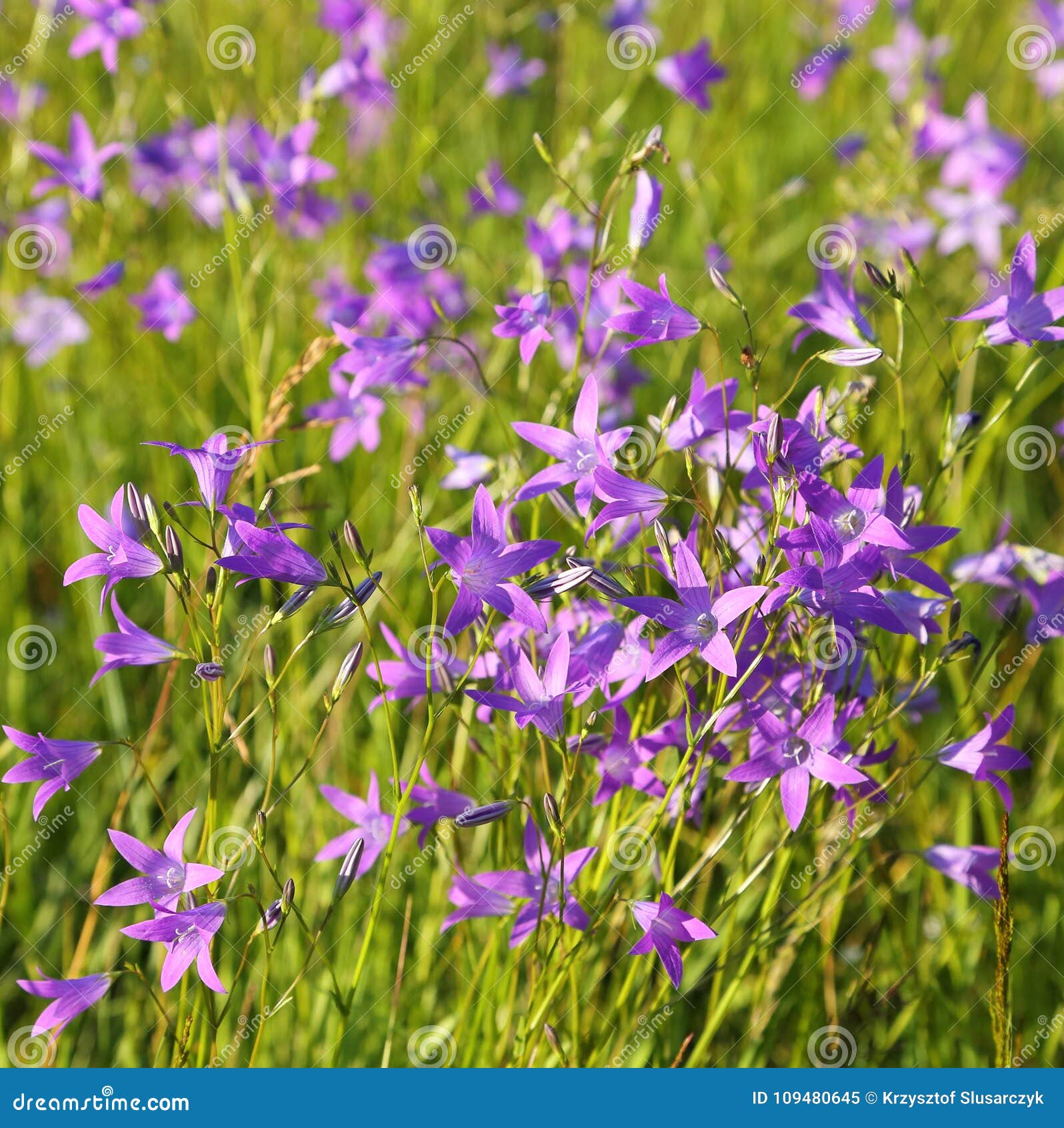 Blue bell. stock image. Image of color, green, nature - 109480645