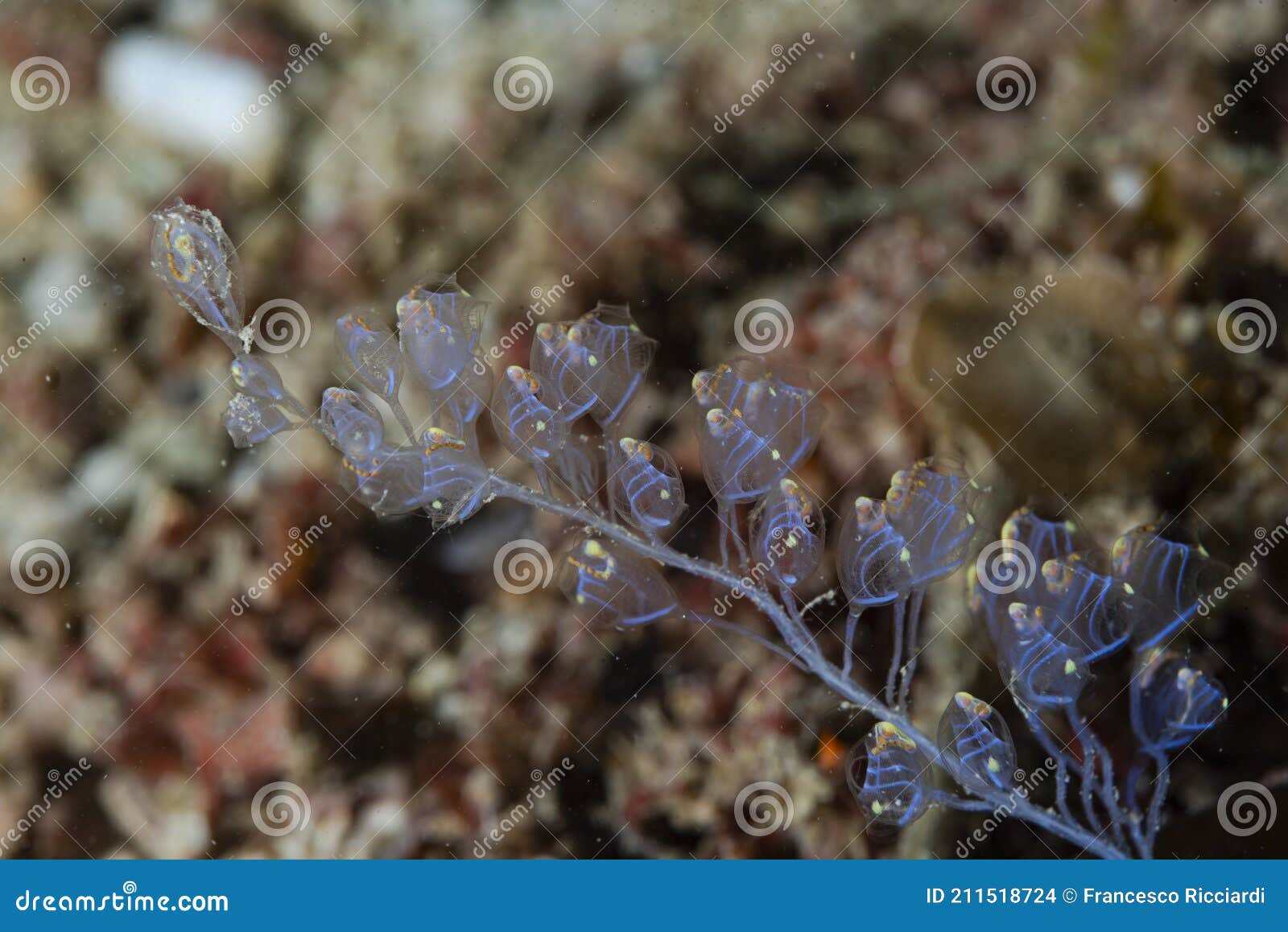 Perophora Stock Photos - Free & Royalty-Free Stock Photos from Dreamstime