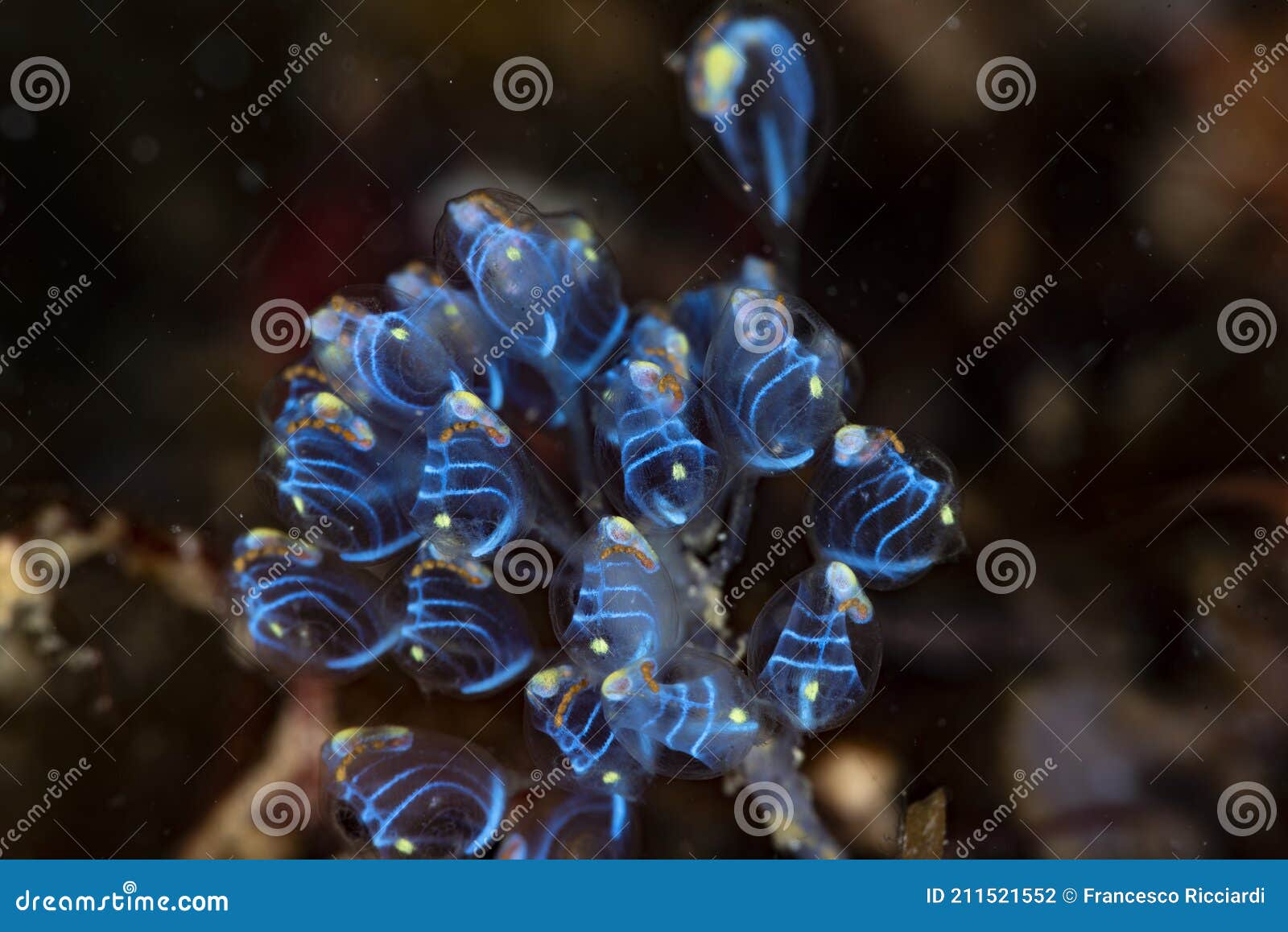Blue Bell Sea Squirt Perophora Namei Stock Photo - Image of underwater ...