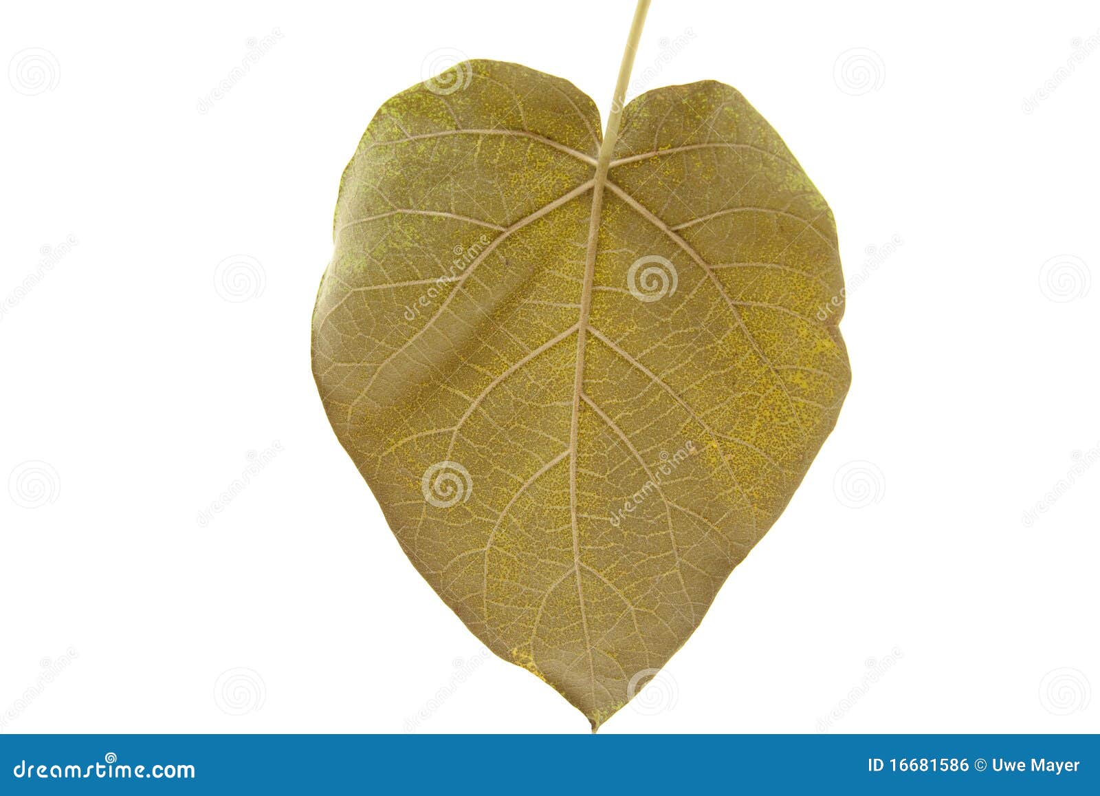 Blue bell tree leaf stock photo. Image of green, heart - 16681586
