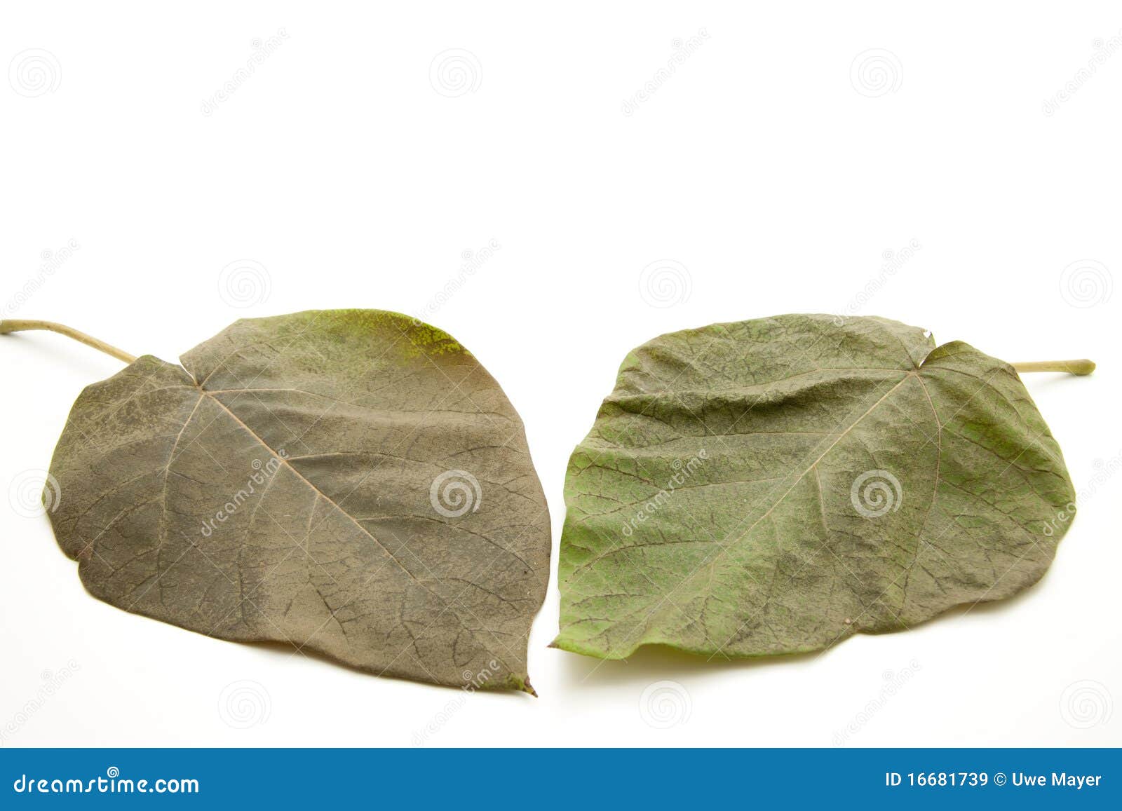 Blue bell tree leaf stock image. Image of flower, stem - 16681739