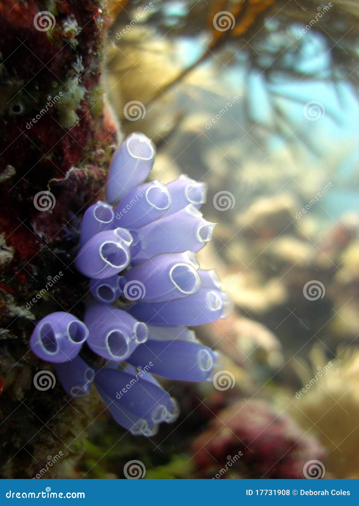 Blue Bell Tunicate stock photo. Image of diver, water - 17731908