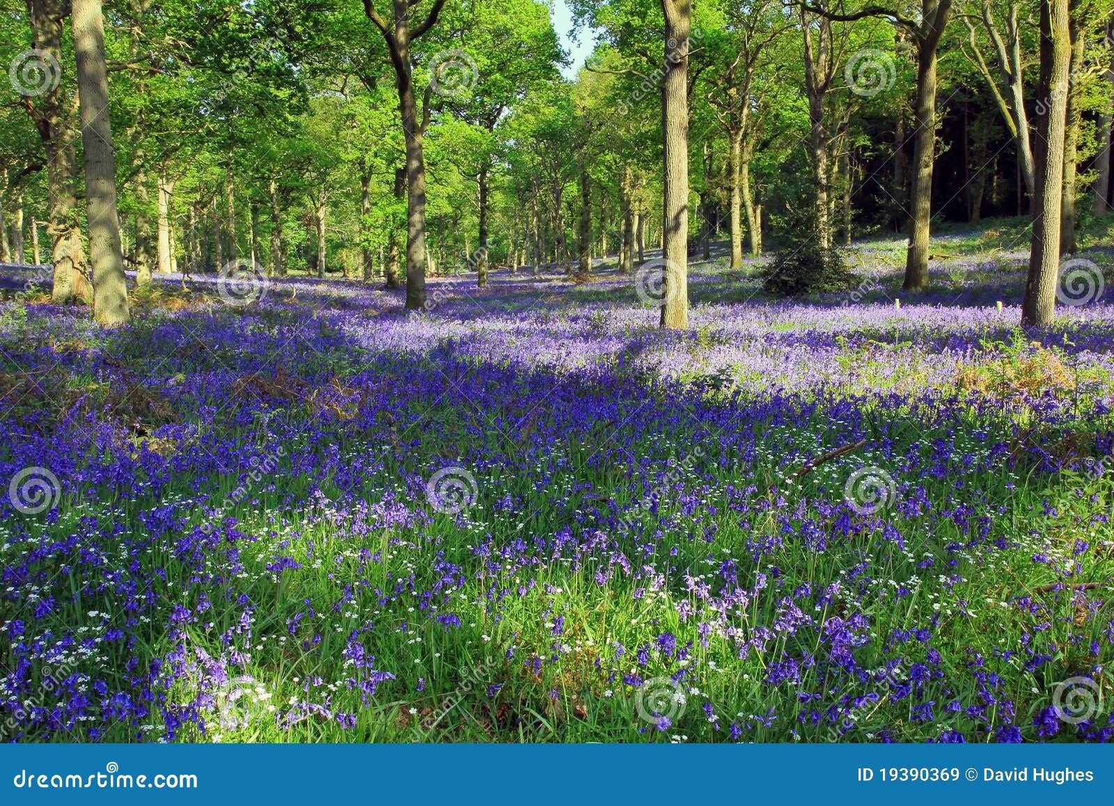 Blue Bell Woods, Badby, Northamptonshire, England Picture. Image: 19390369