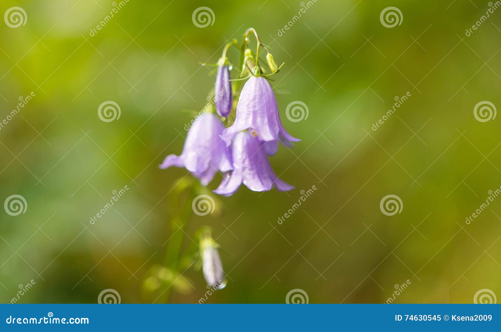 Blue bellflower growing stock image. Image of lilac, bright - 74630545
