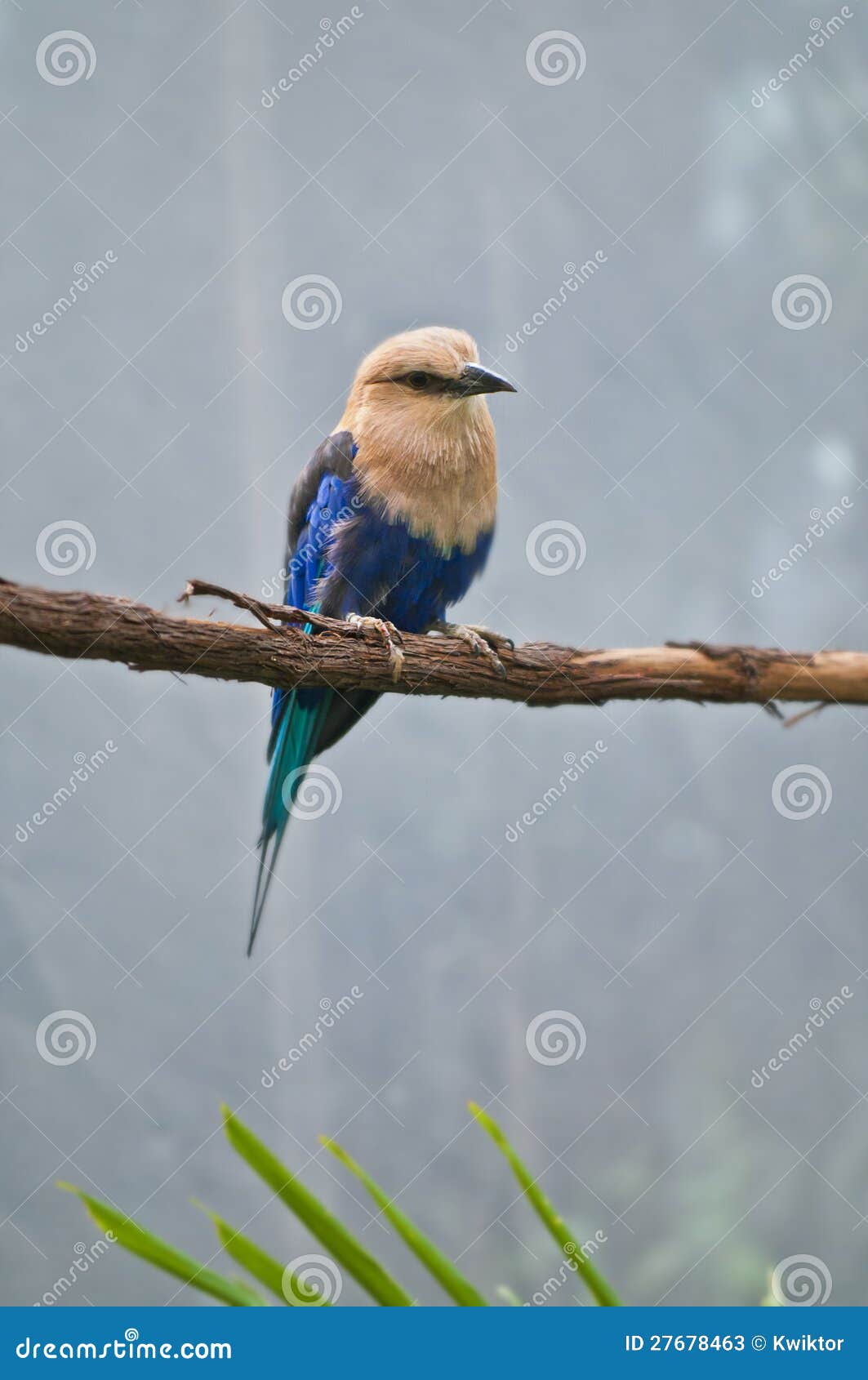 Blue-bellied Roller stock image. Image of coracias, bluebellied - 27678463