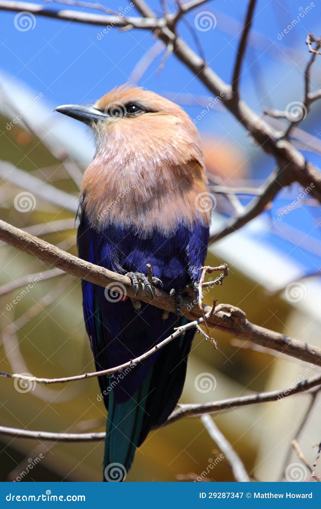 Blue Bellied Roller stock image. Image of nature, wildlife - 29287347