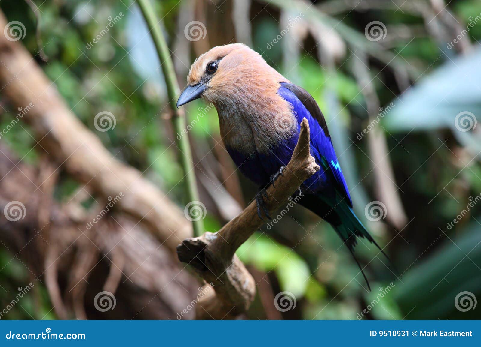 Blue Bellied Roller stock image. Image of animal, life - 9510931