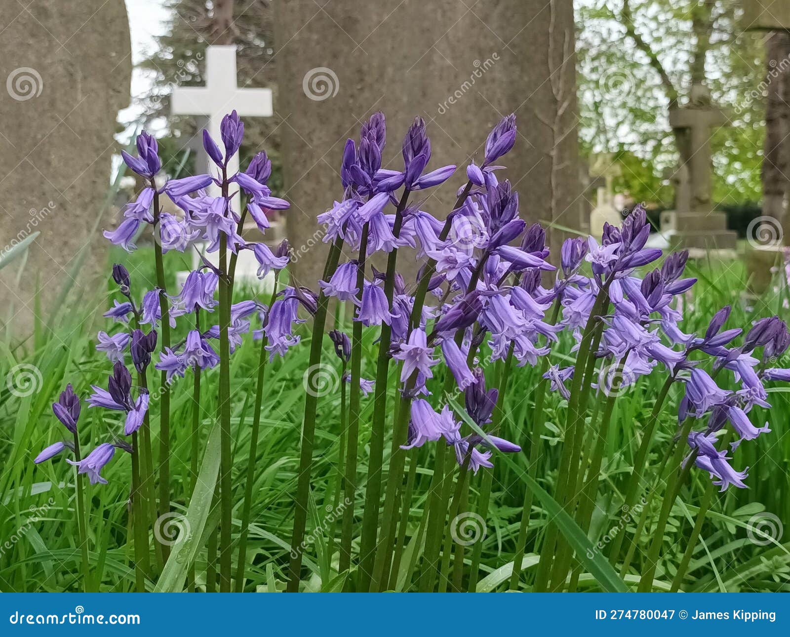 Blue bells in cemetery stock image. Image of bells, lawn - 274780047