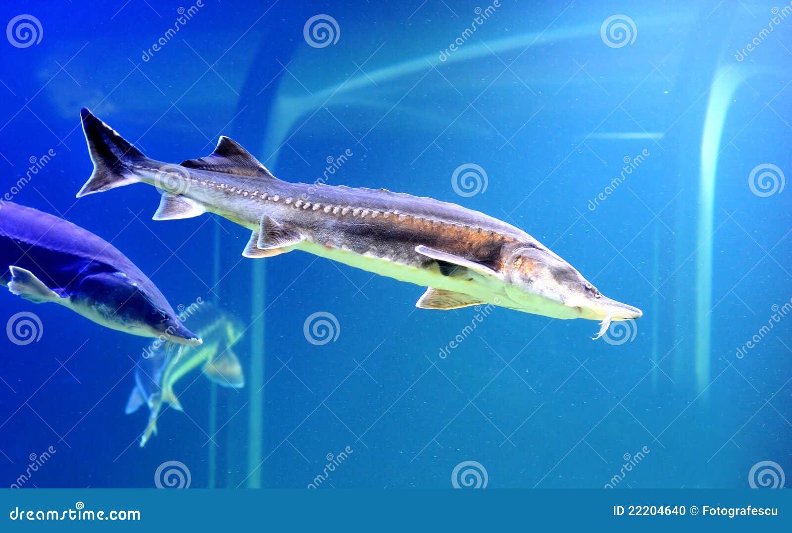 Blue beluga sturgeon stock photo. Image of beluga, bottom - 22204640