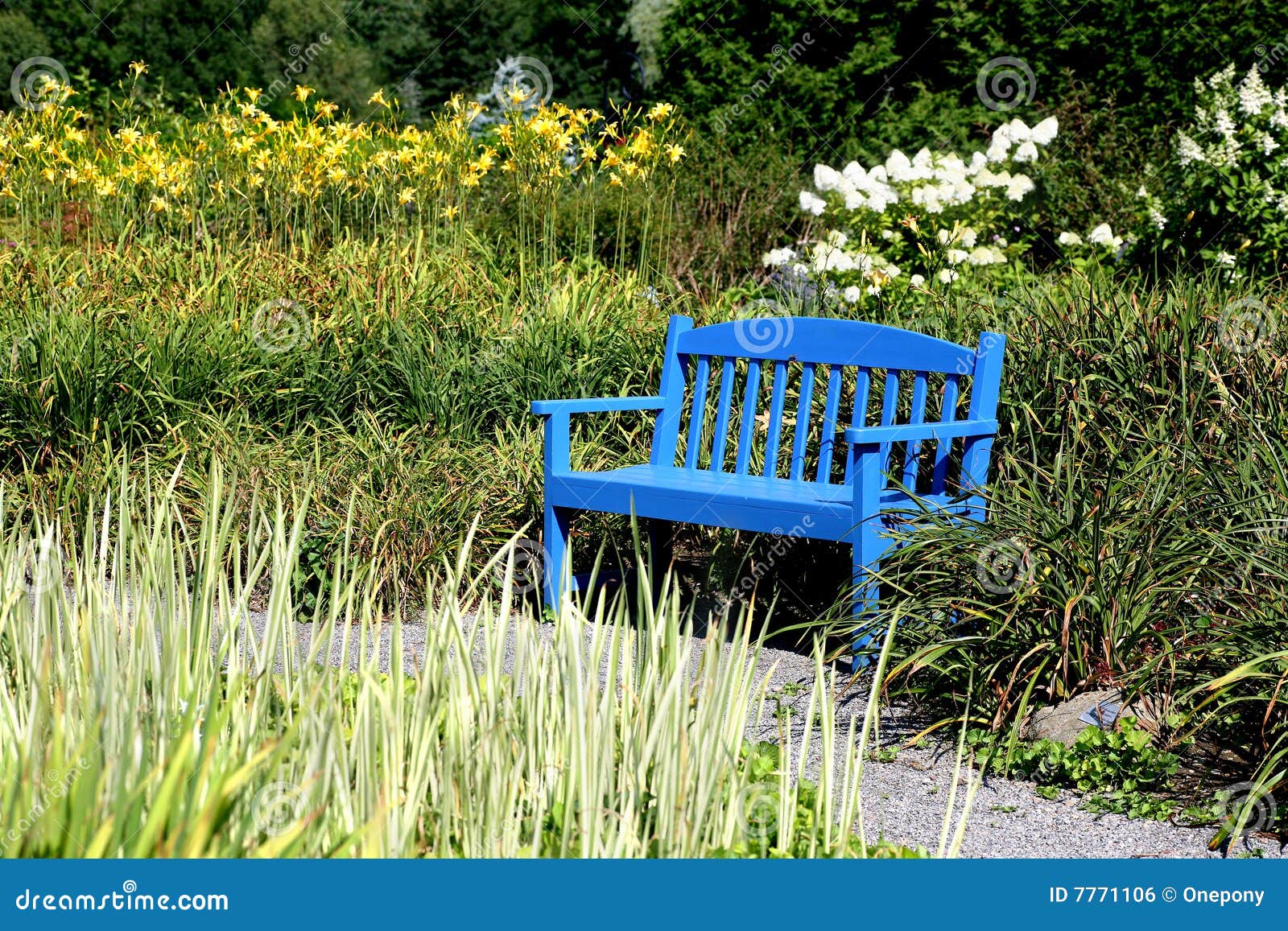 Blue Bench stock photo. Image of landscaping, shrub, gardening - 7771106