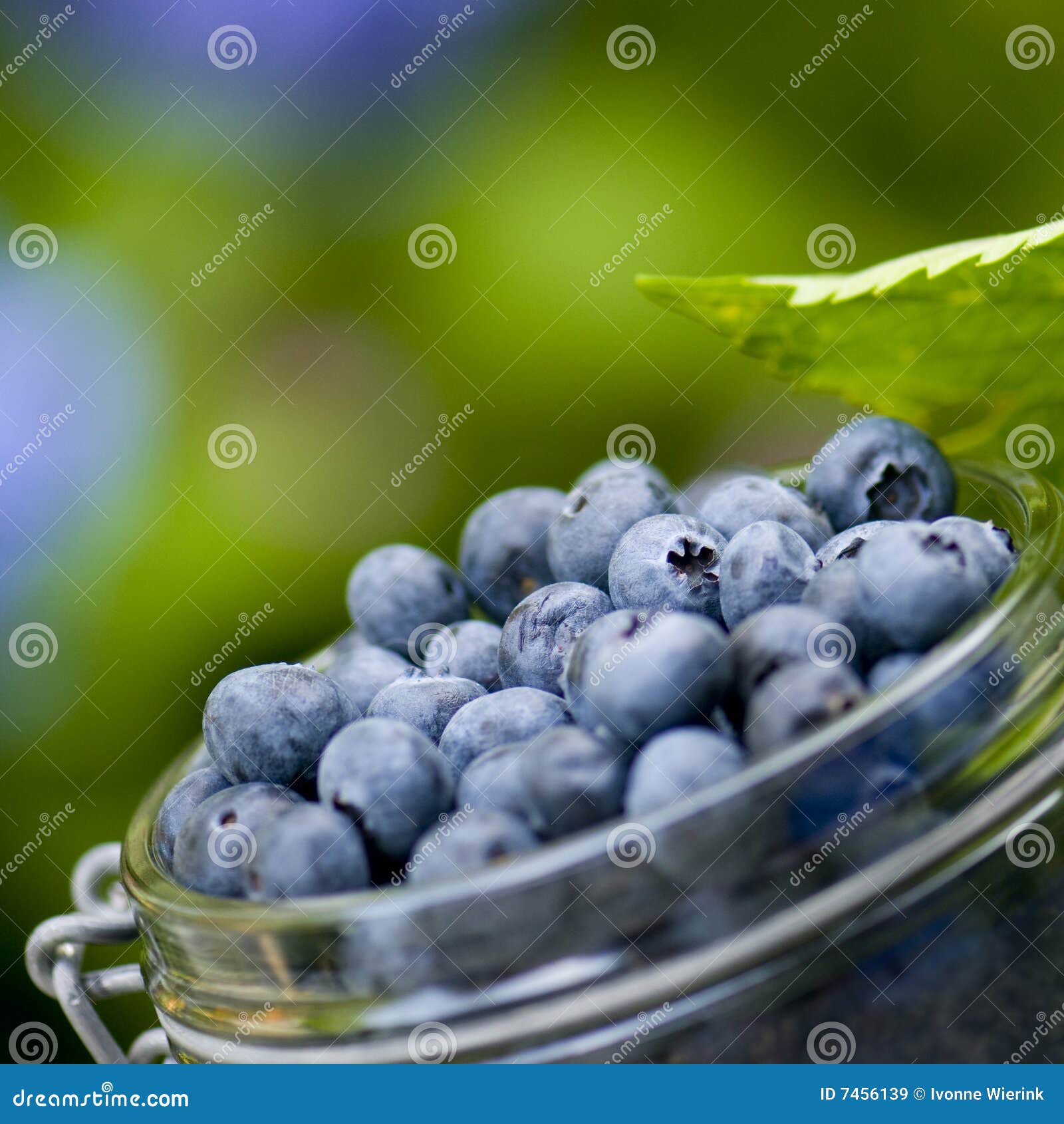 Blue berries stock image. Image of garden, plucked, healthy - 7456139