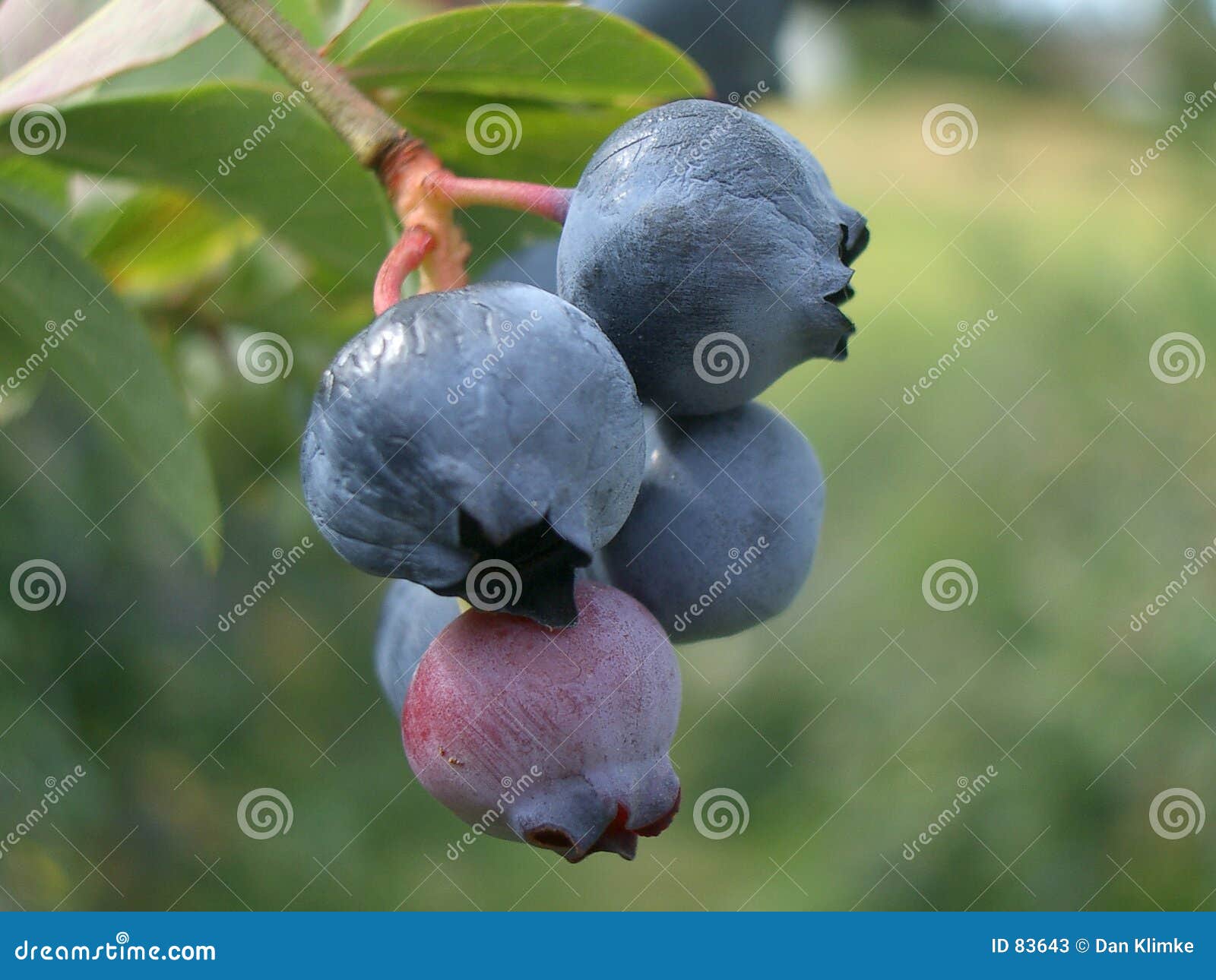 Blue Berries Mahonia Aquifolium Oregon-grape Or Oregon Grape And Bush ...
