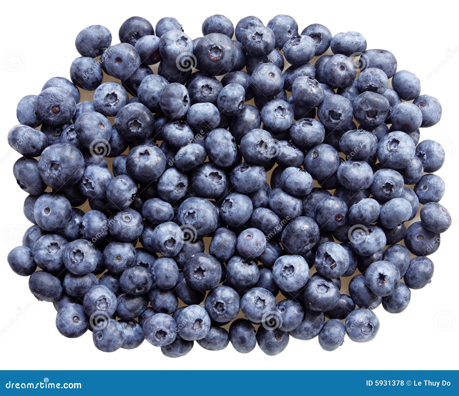 Blue Berry stock photo. Image of closeup, organic, nature - 5931378