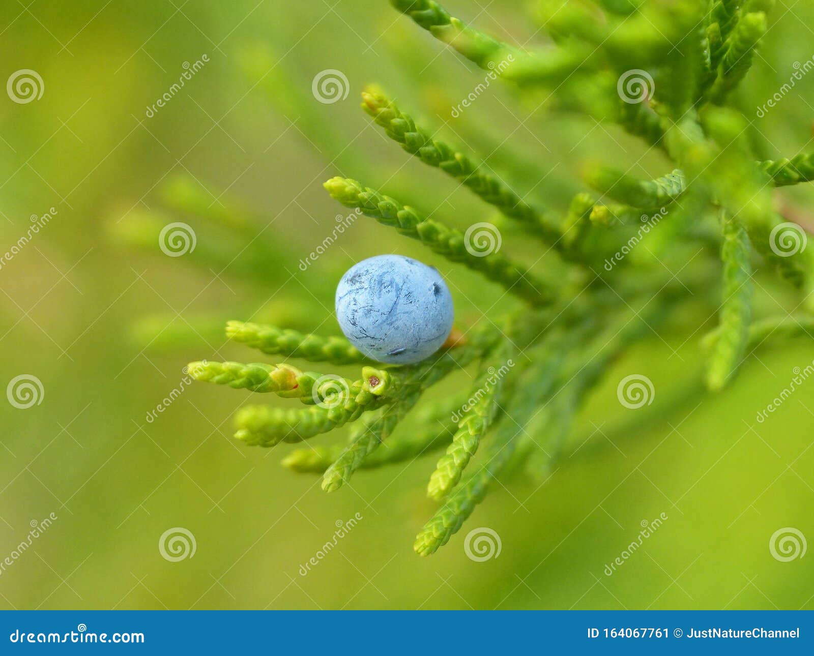 Blue Berry on Evergreen 1 stock image. Image of stem - 164067761