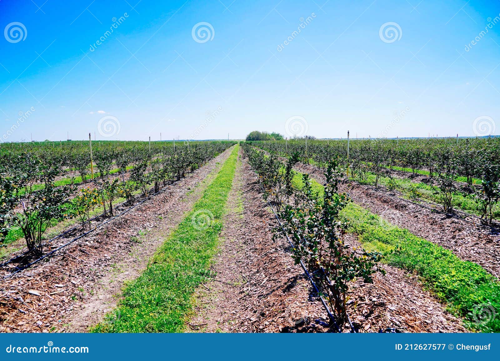 Blue berry farm stock image. Image of field, flower - 212627577