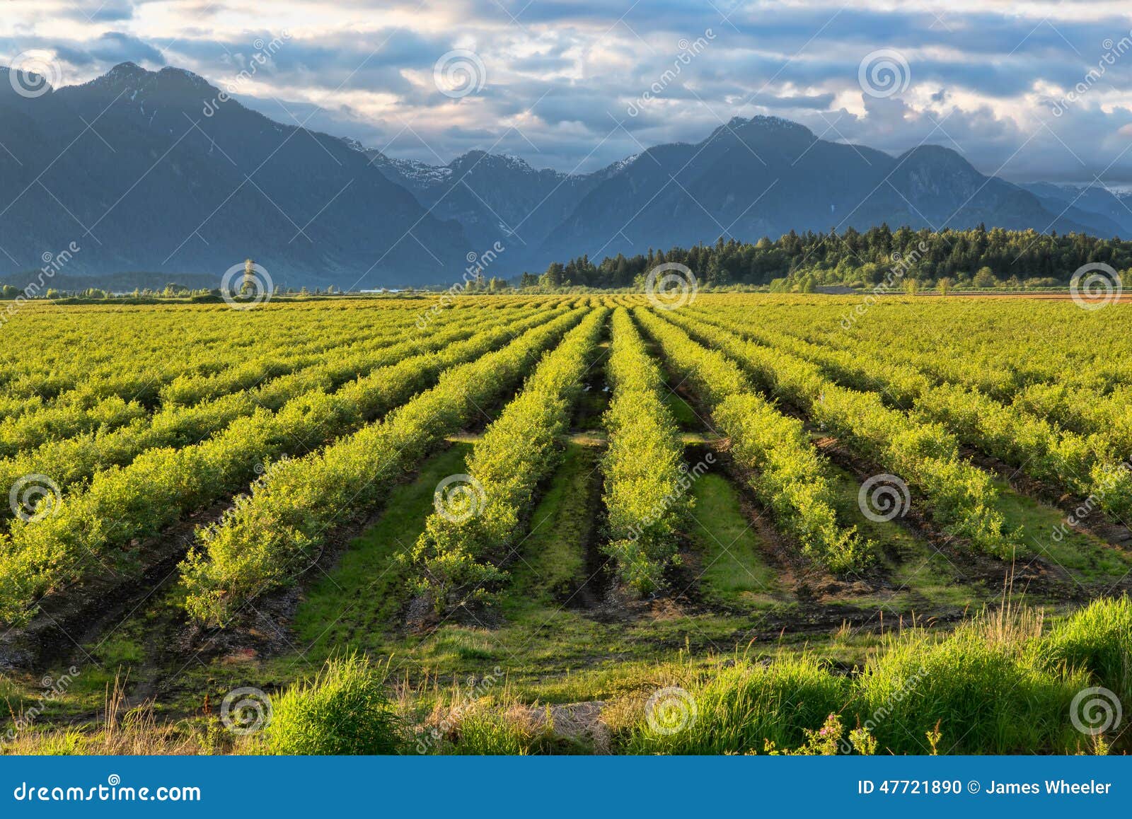 Blue Berry Field with Mountain in Background Stock Photo - Image of ...