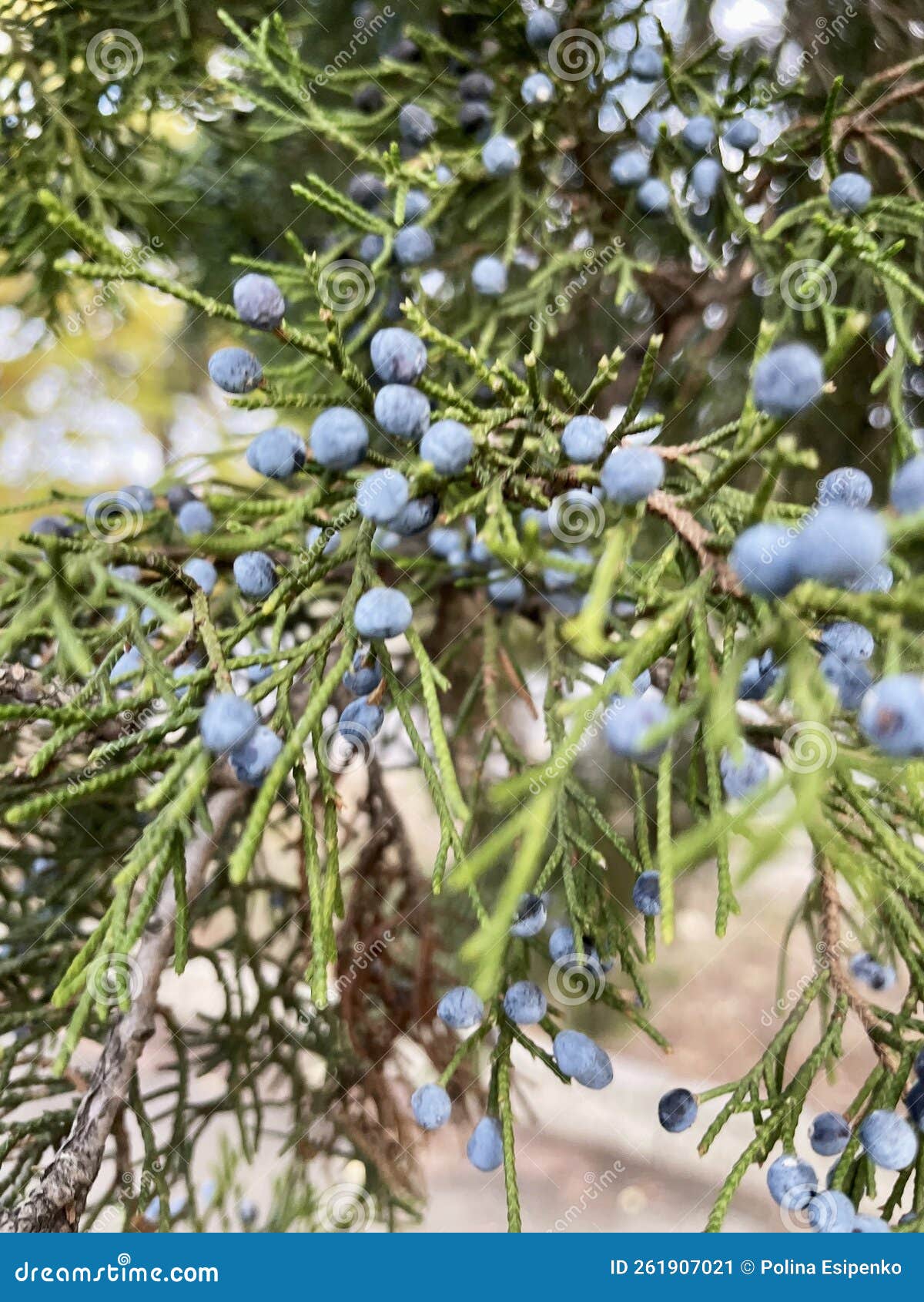 Blue berry on the tree stock image. Image of nature - 261907021