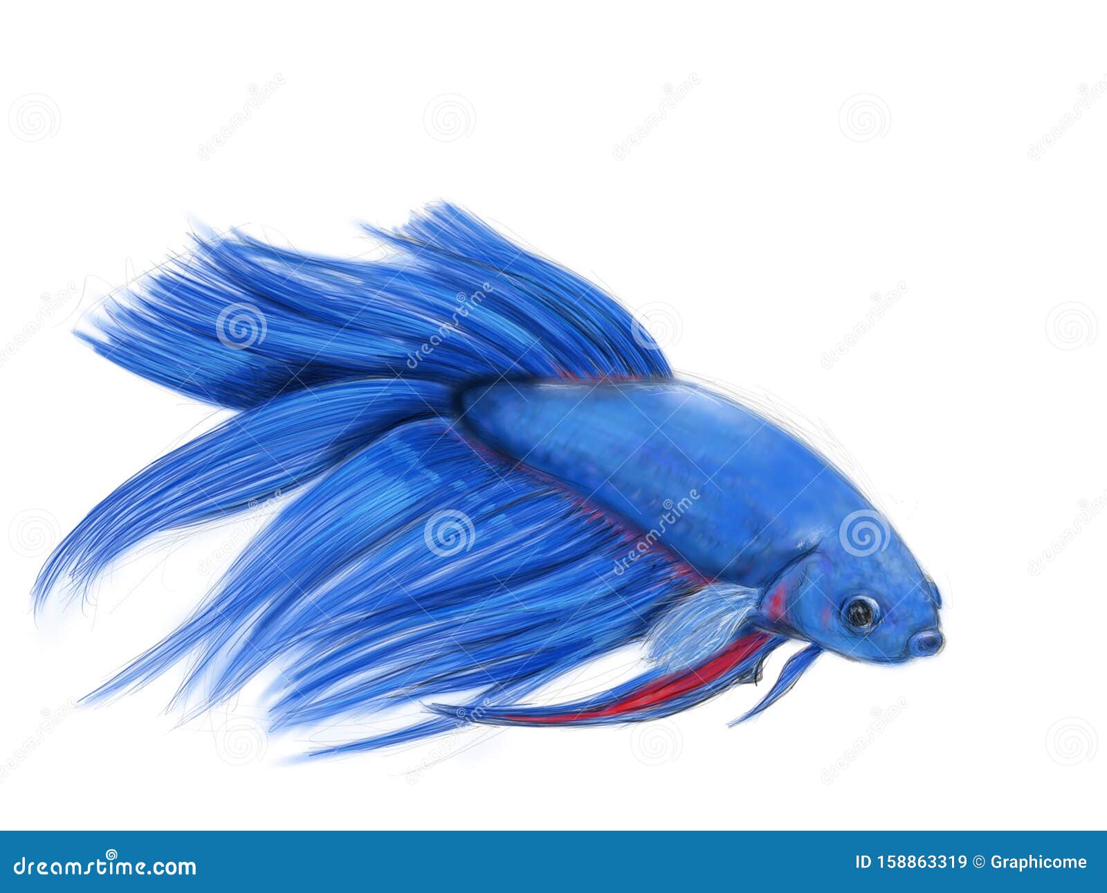 Blue beta fish stock illustration. Illustration of background - 158863319