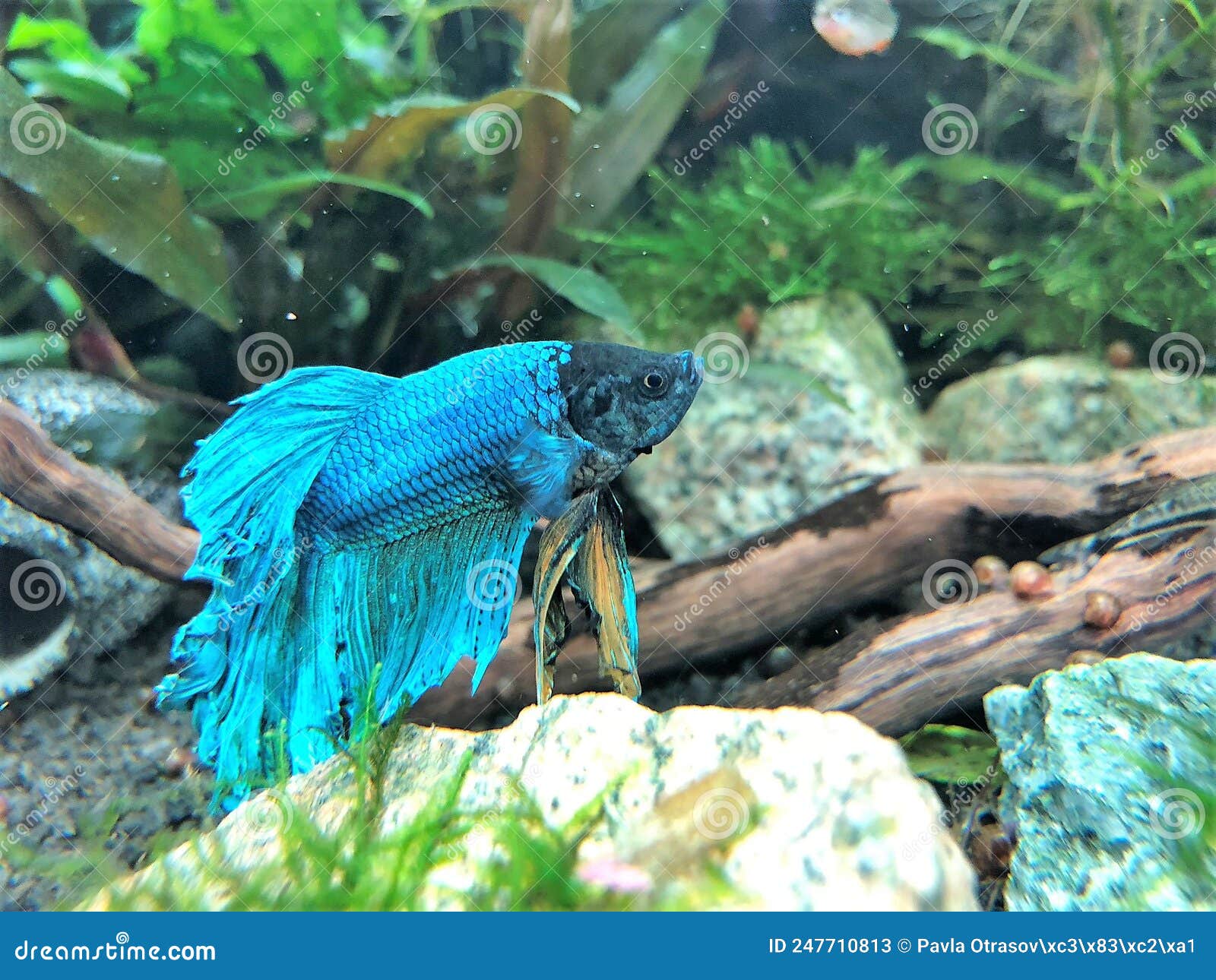 Blue Beta Splendes fish stock image. Image of bird, flower - 247710813