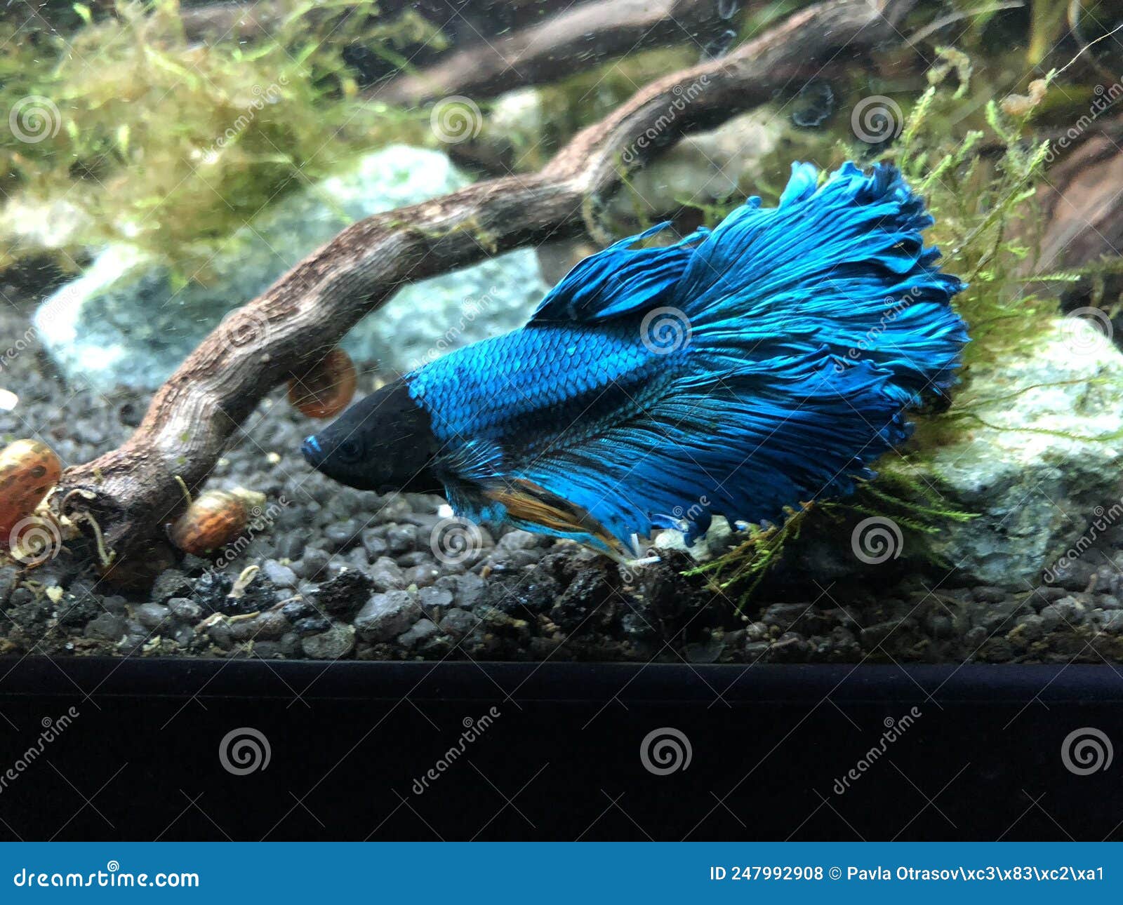 Blue Beta Splendes fish stock photo. Image of beta, blue - 247992908