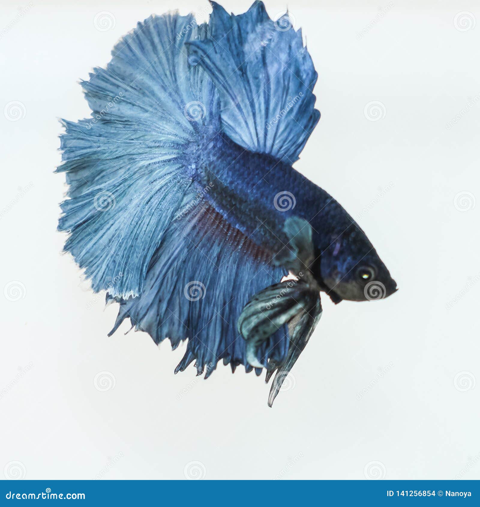 Blue Betta Fish in Aquarium Stock Photo - Image of double, aquarium ...