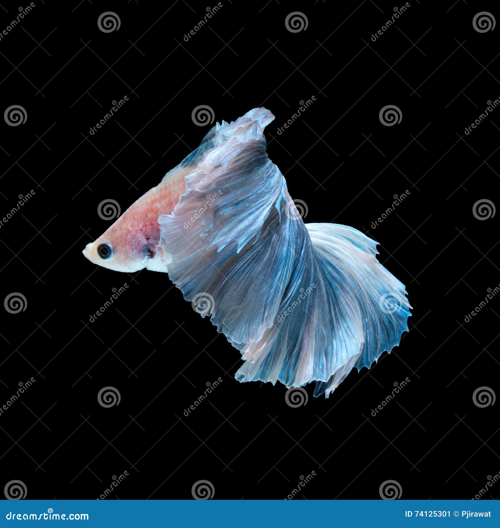 Blue Betta Fish on Black Background Stock Image - Image of fighting ...
