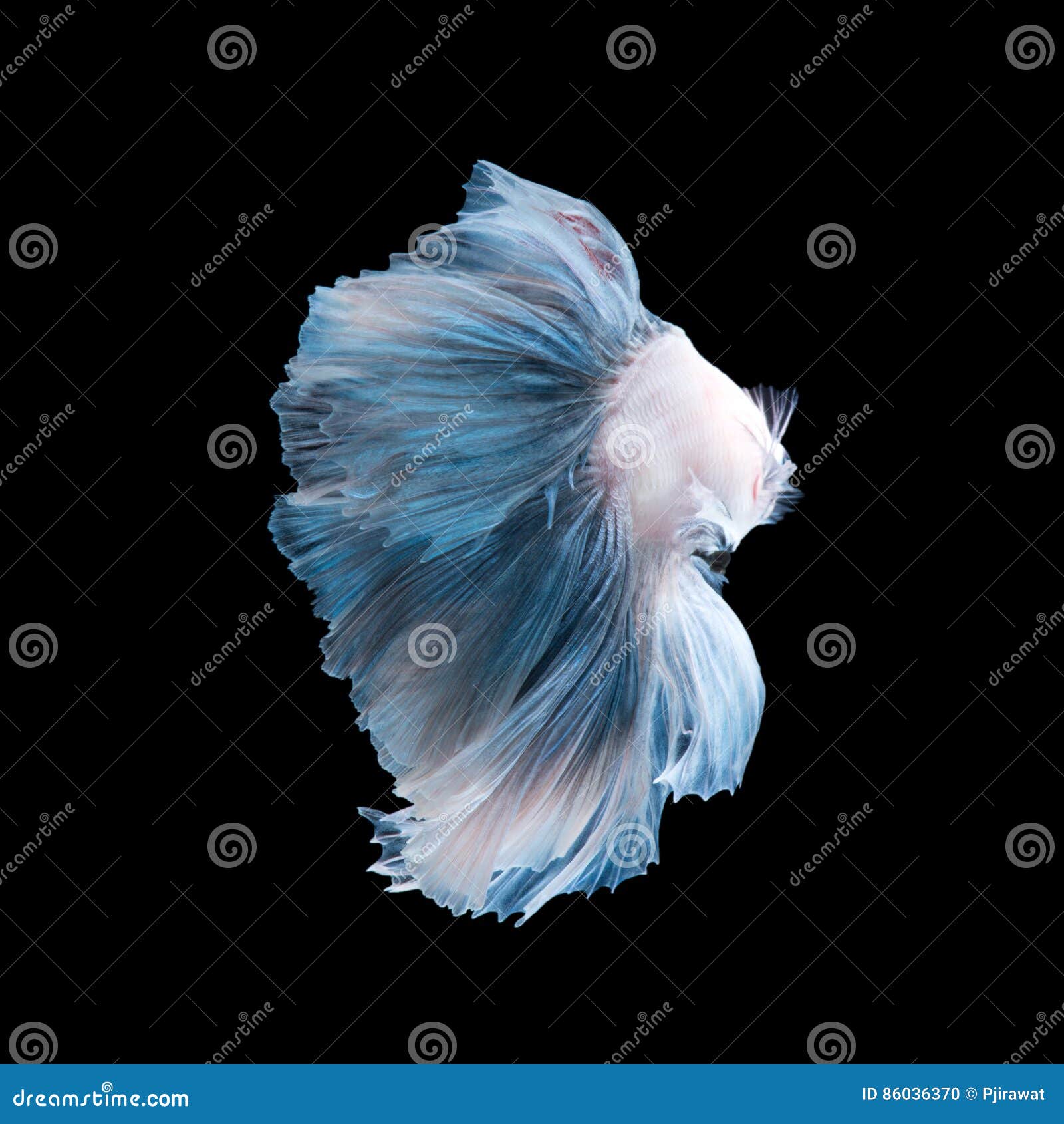 Blue betta fish stock photo. Image of nature, betta, background - 86036370