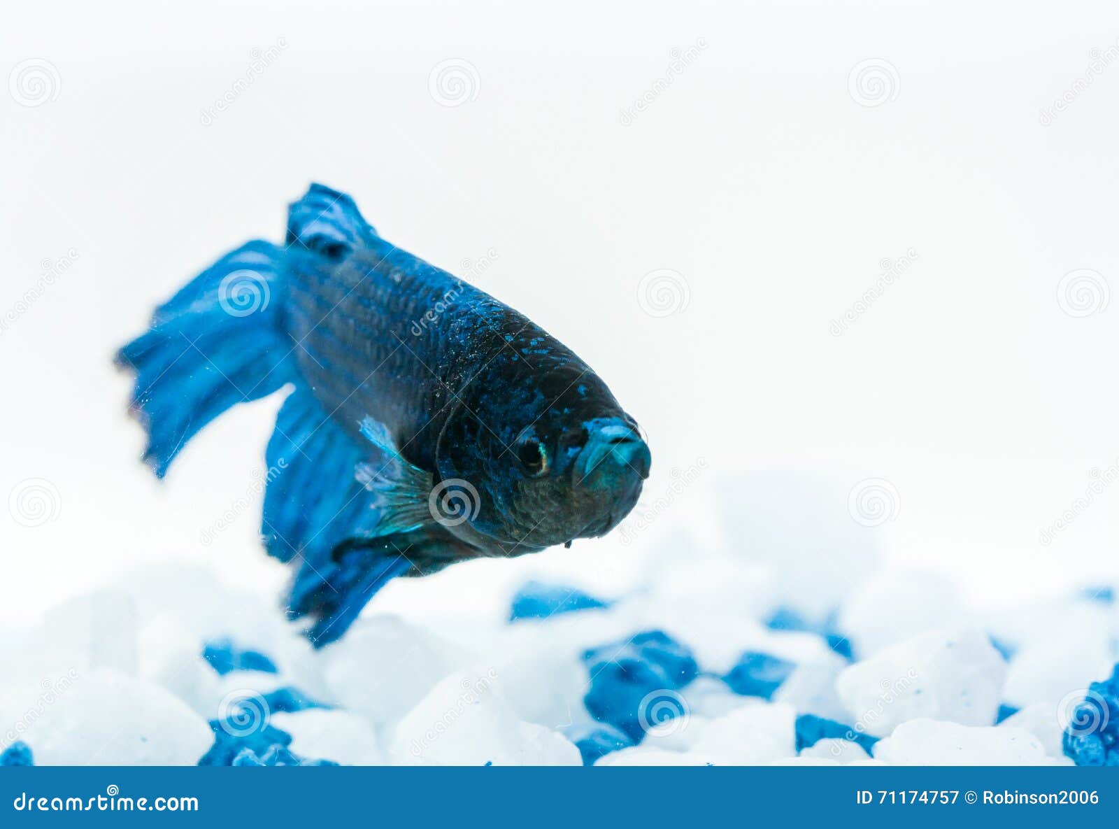 Blue Betta Fish. Fighter Fish Stock Image - Image of aquatic, siamese ...