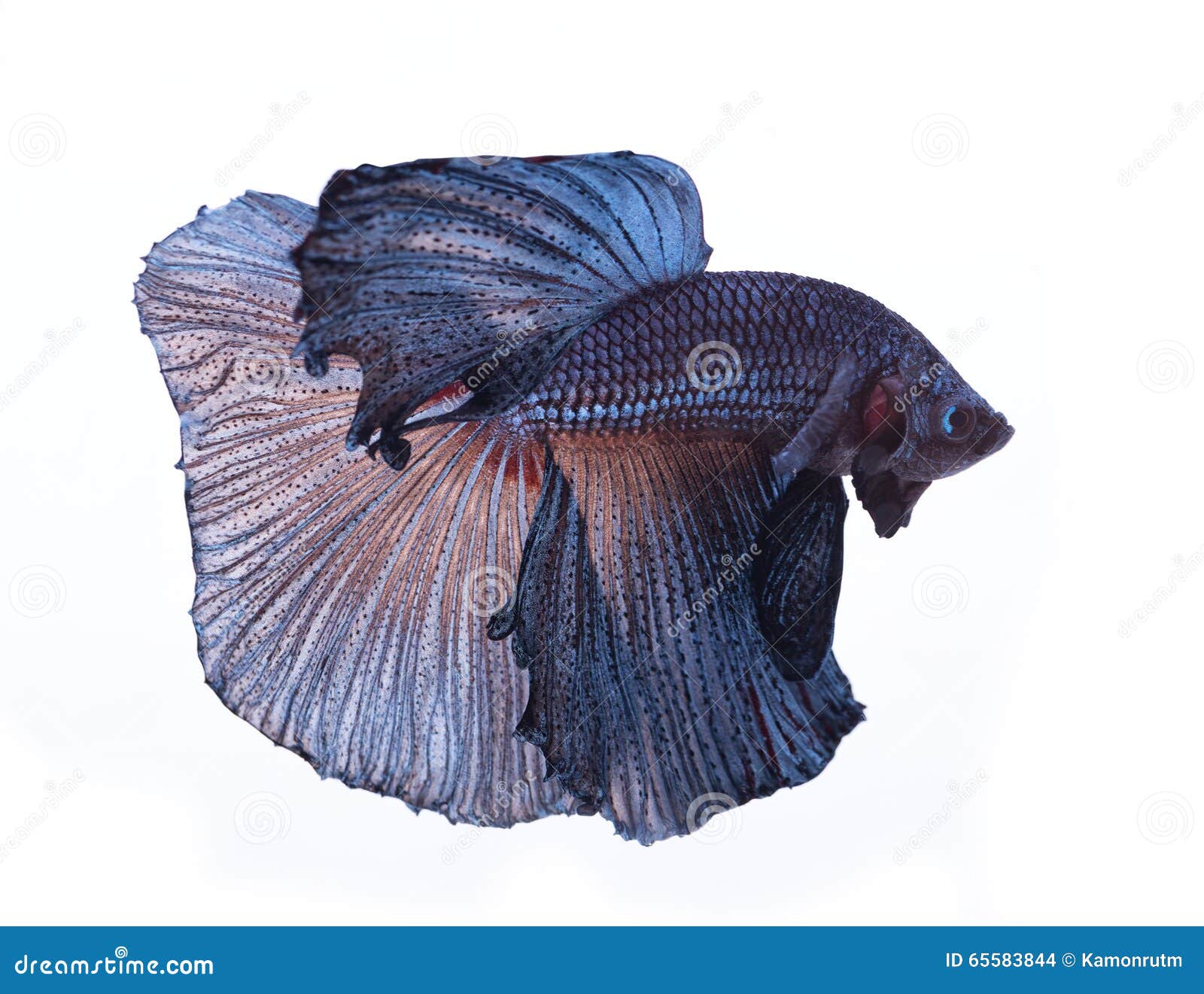 Blue Betta Fish Isolated On Black Background Stock Photography ...