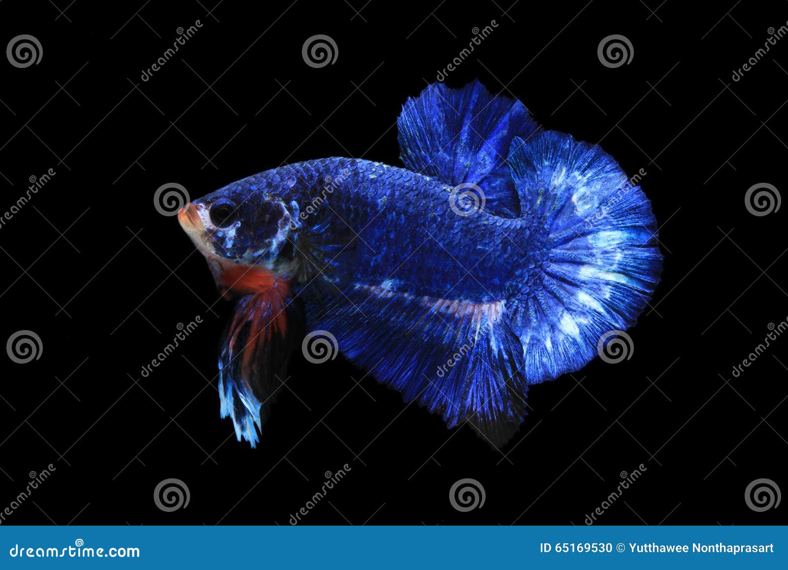 Blue betta fish stock photo. Image of betta, aquarium - 65169530