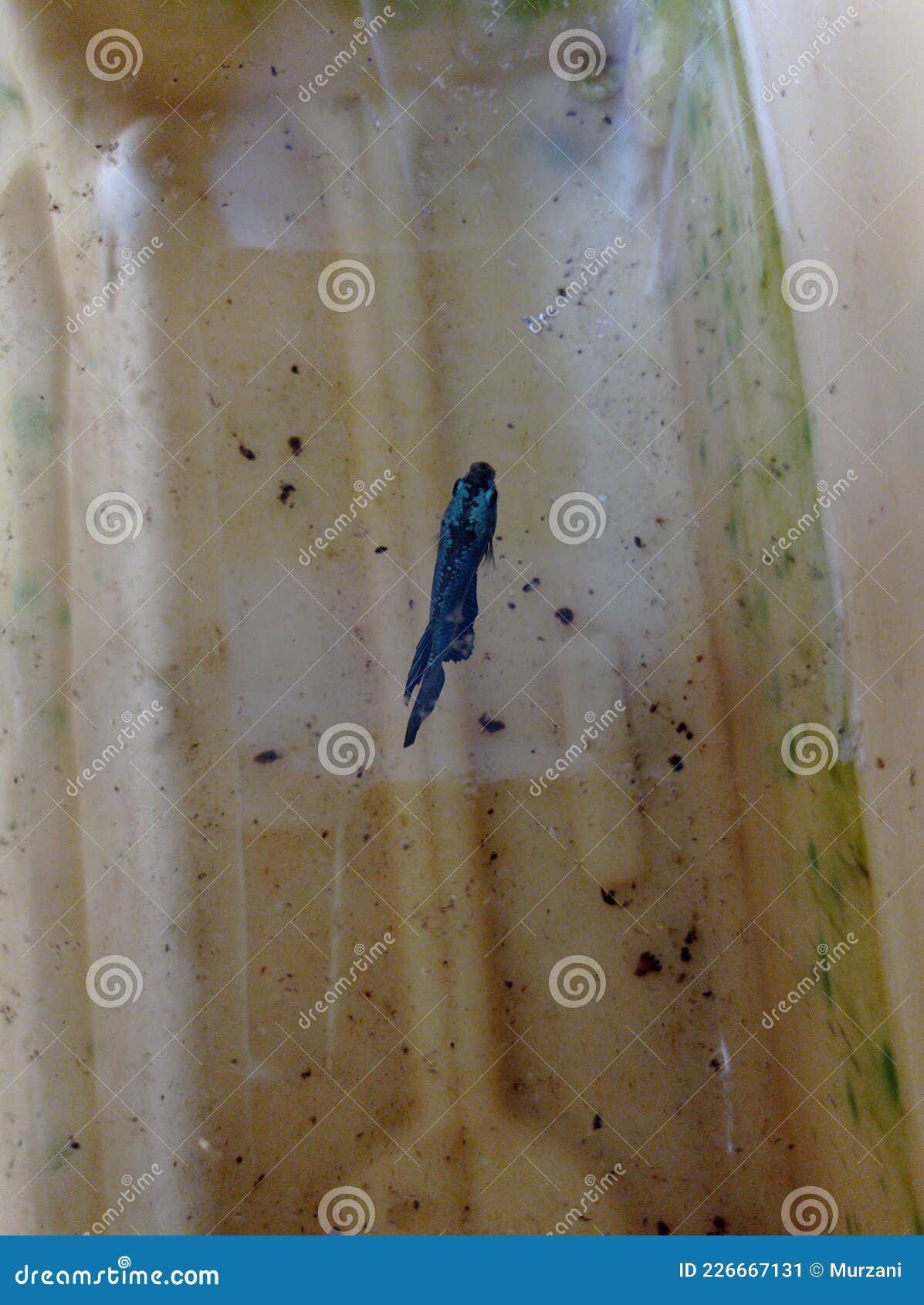 Blue Betta Fish in a Plastic Container Stock Image - Image of betta ...