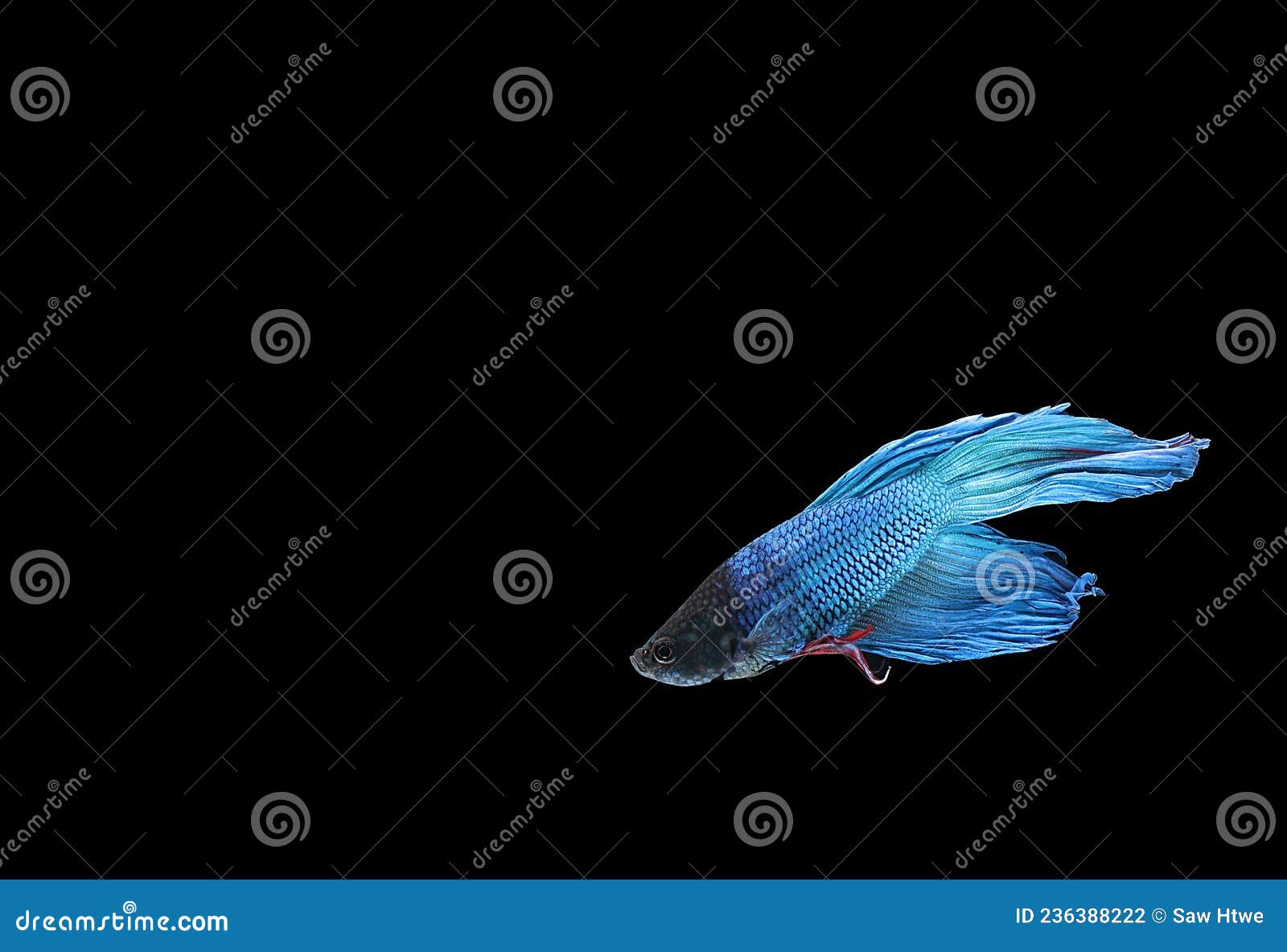 Blue Betta Fish Swimming in Fish Tank Stock Photo - Image of blue, fish ...