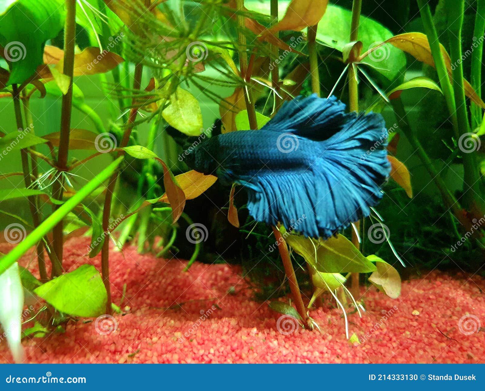 Blue Betta Splendens in Aquarium Stock Photo - Image of wildlife ...