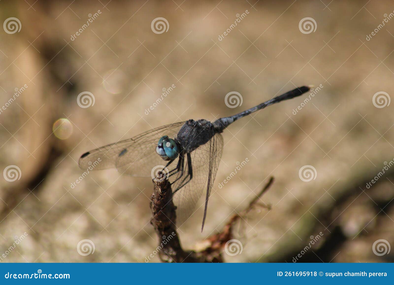 Blue big dragonfly stock photo. Image of dragonfly, blue - 261695918