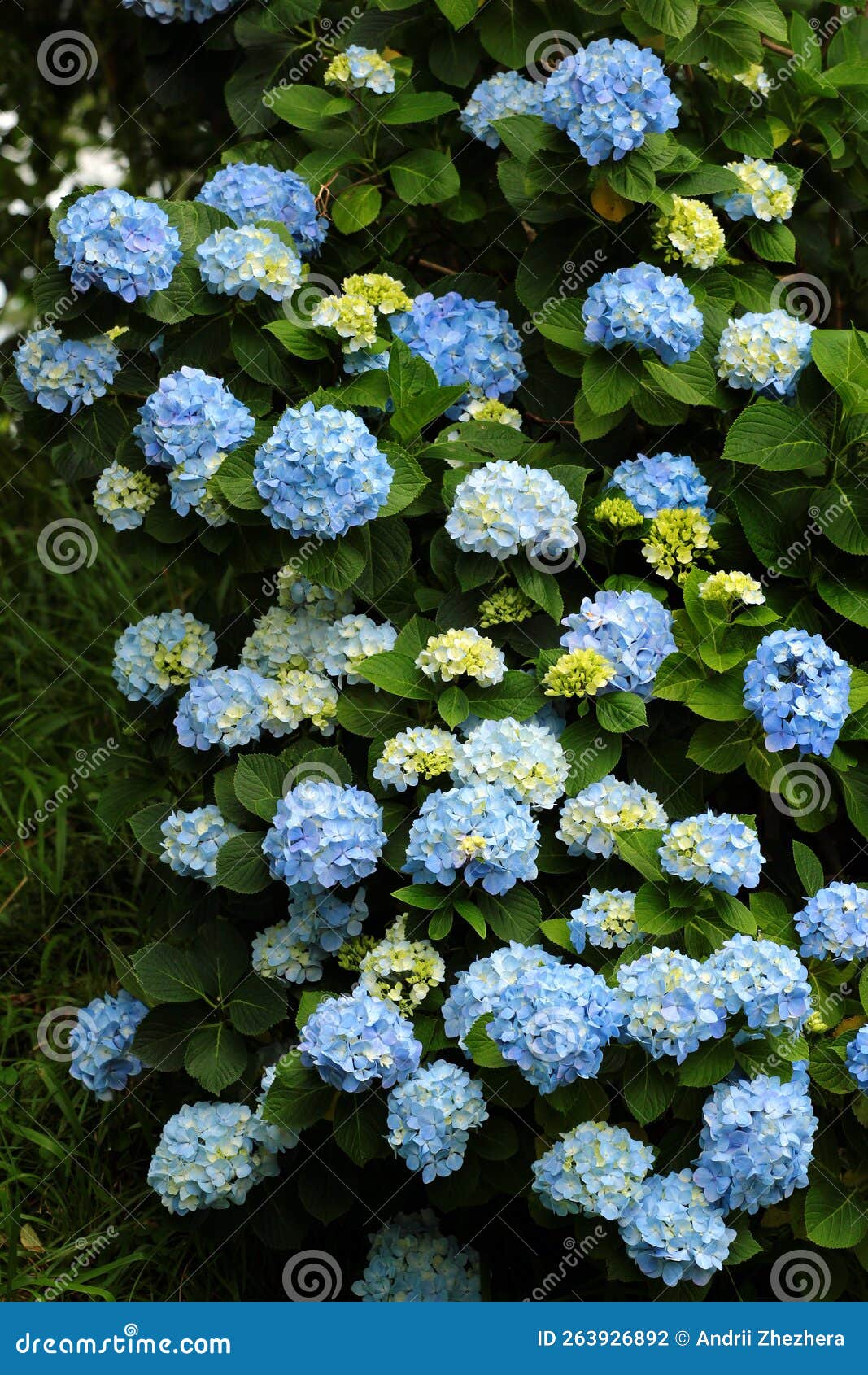 Blue Bigleaf Hydrangea Hydrangea Macrophylla Bush with Flowers in a ...
