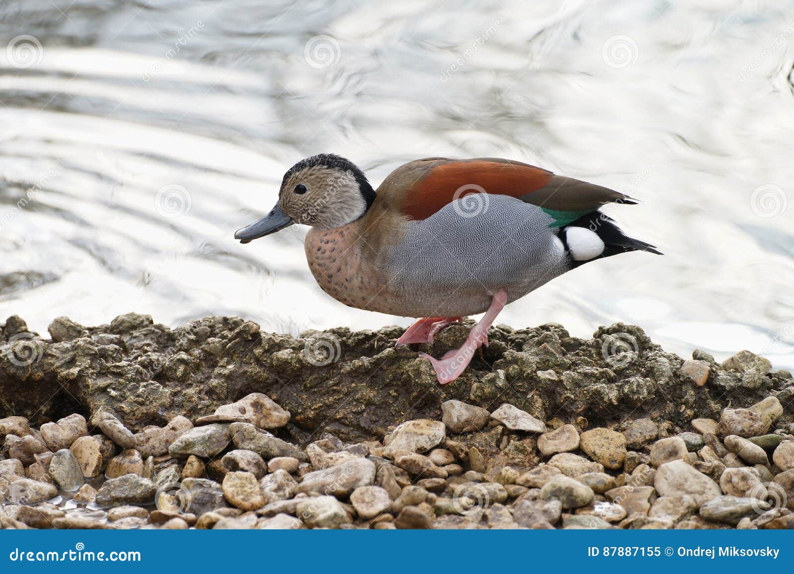 Blue-bill duck stock image. Image of american, beautiful - 87887155