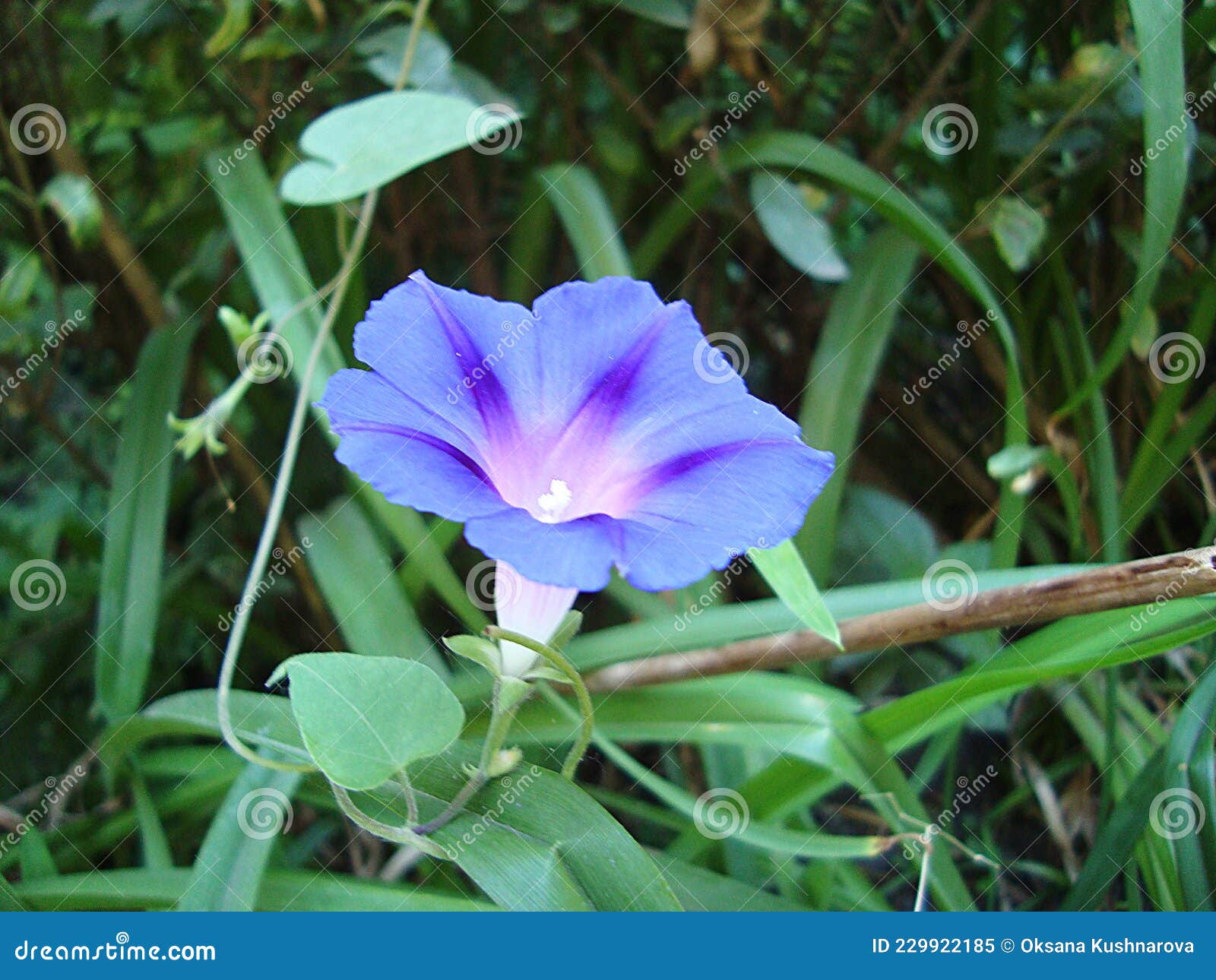 Blue Bindweed Flower stock image. Image of garden, bindweed - 229922185