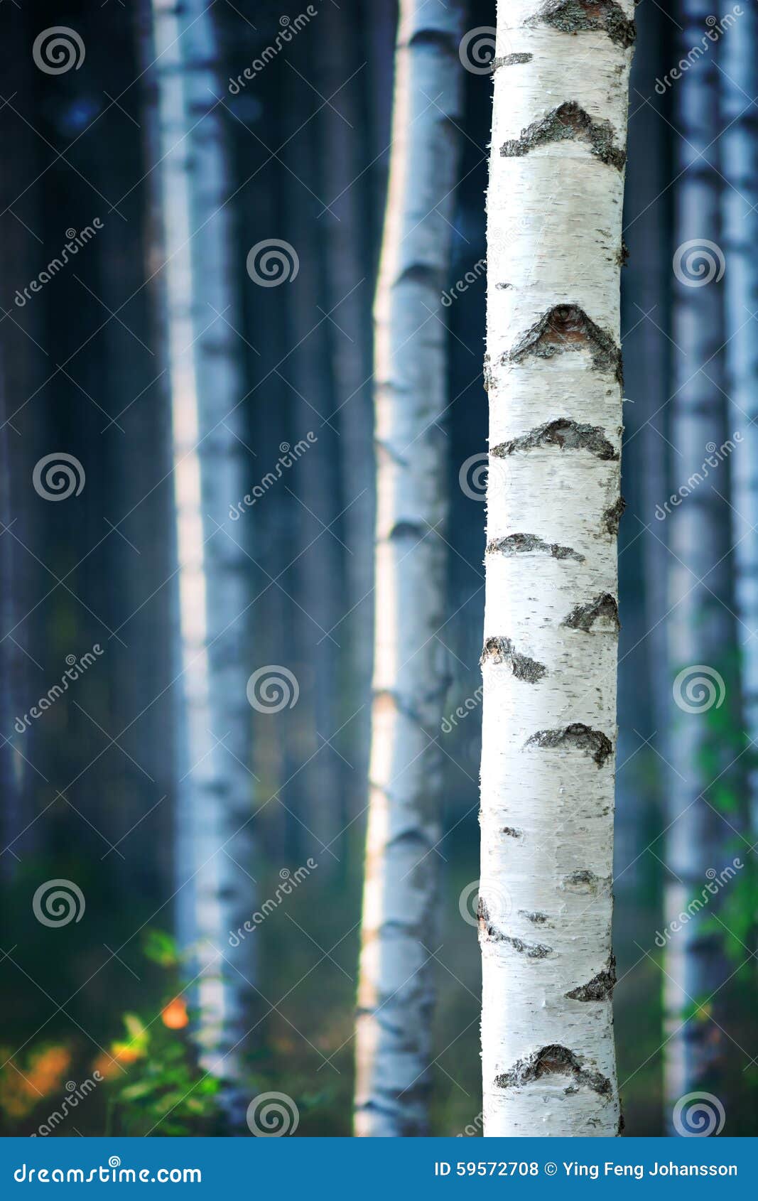 Blue birch forest stock photo. Image of evening, beautiful - 59572708