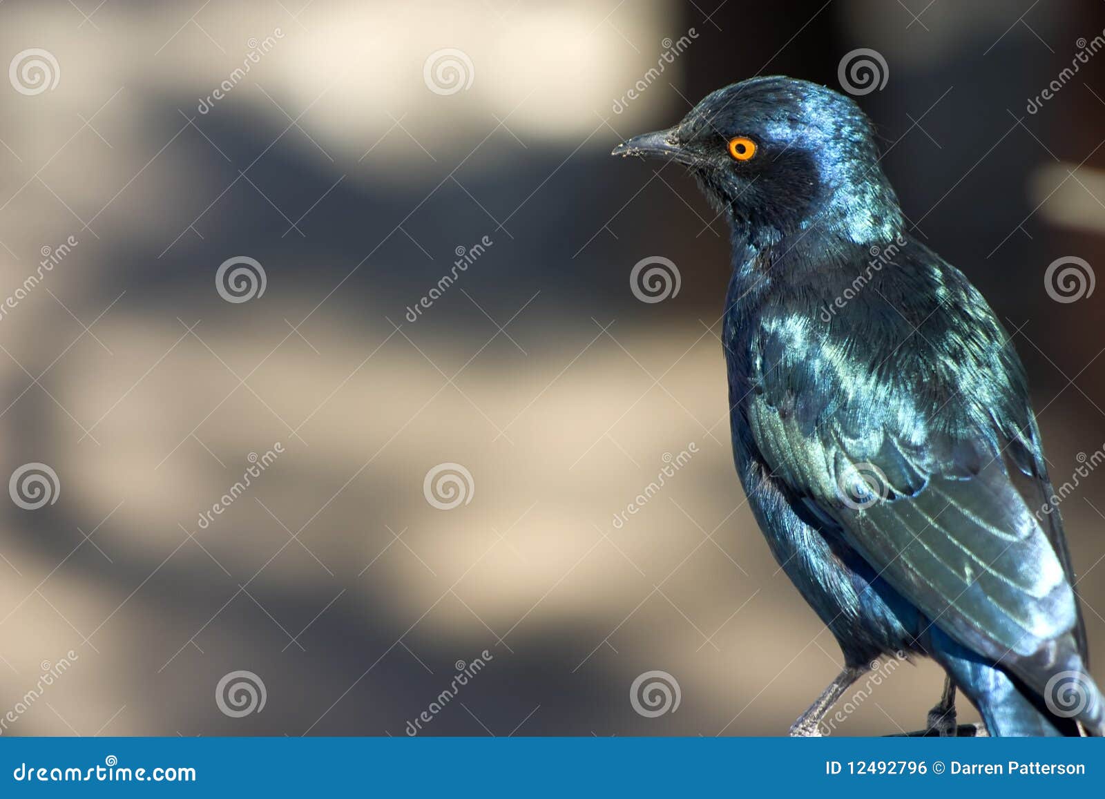 Blue Bird stock photo. Image of iridescent, orange, colorful - 12492796