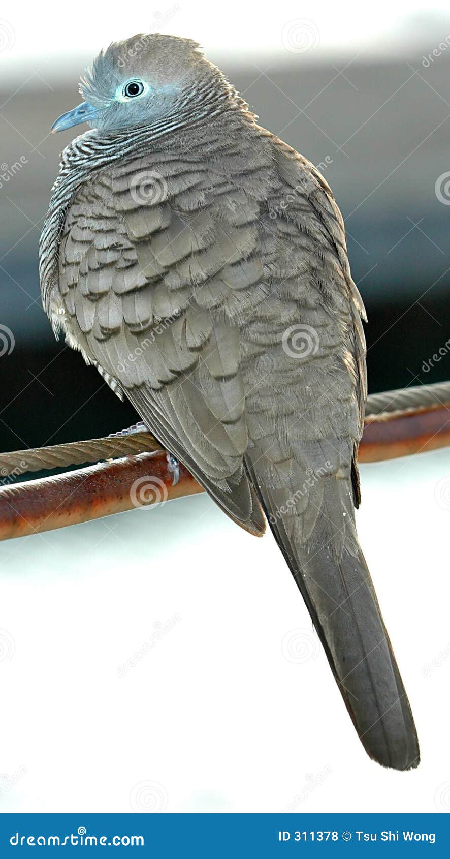 1,537 Bird Beck Stock Photos - Free & Royalty-Free Stock Photos from ...