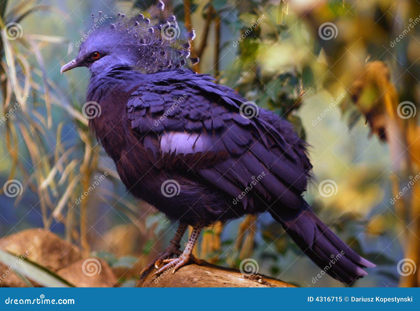Blue bird stock image. Image of animal, brazil, bluebird - 4316715