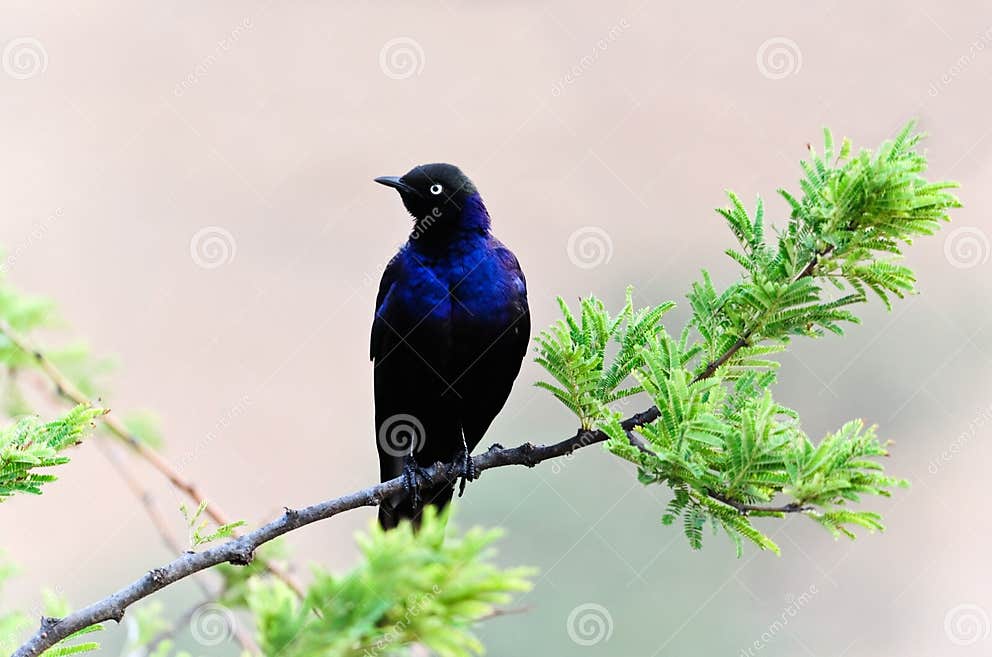 Blue bird of Africa stock photo. Image of wildlife, bird - 28530902