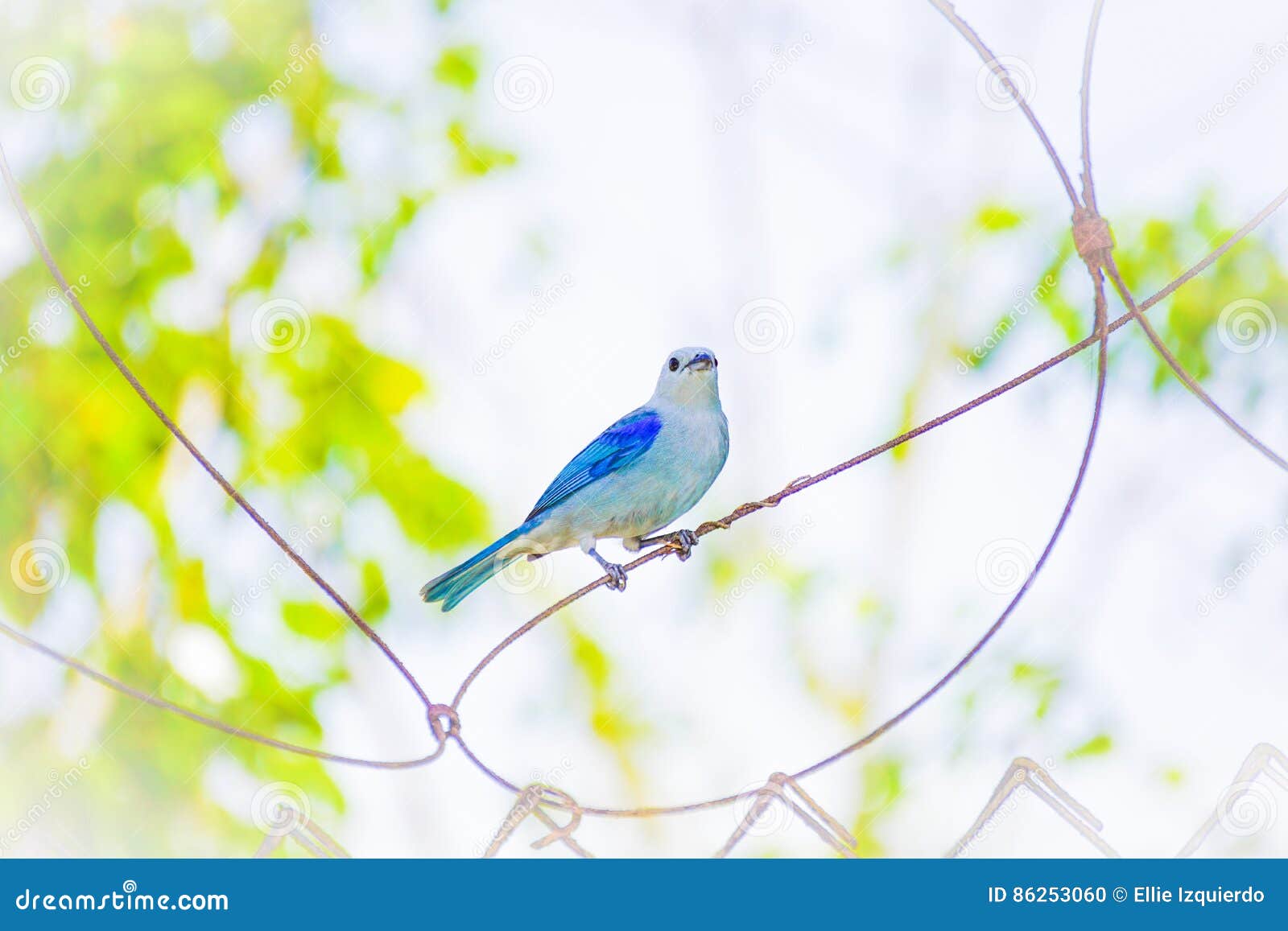 Blue Bird on Barb wire stock photo. Image of nature, bird - 86253060