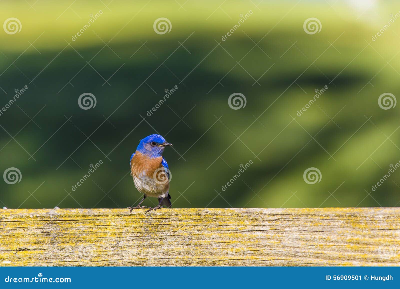 Blue Bird 2 stock image. Image of standing, bird, blue - 56909501