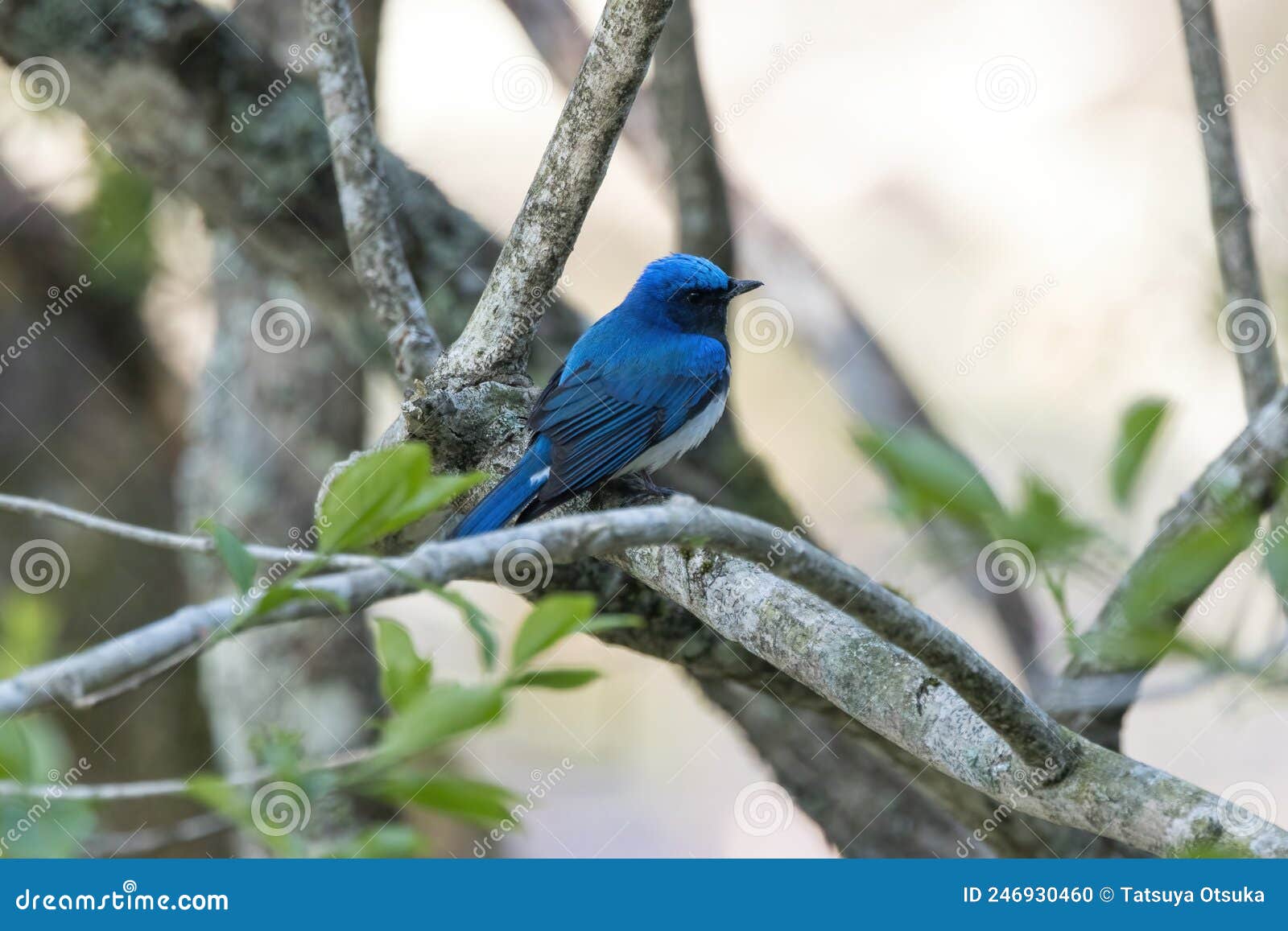 A Blue Bird on the Branch of Tree. Stock Photo - Image of flycatcher ...