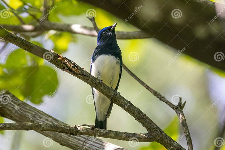 A Blue Bird on the Branch of Tree. Stock Photo - Image of forest, blue ...
