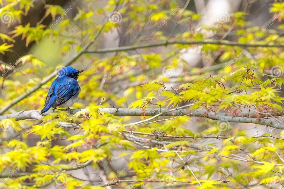Blue Bird on a Branch of Tree Stock Image - Image of blue, wild: 327235075